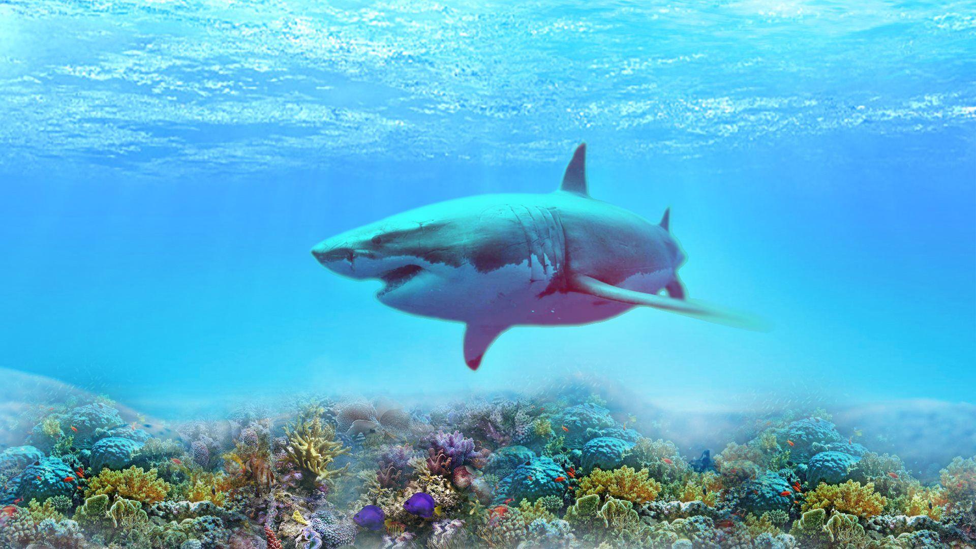 Ultra HD Shark Wallpapers - Top Free Ultra HD Shark Backgrounds ...