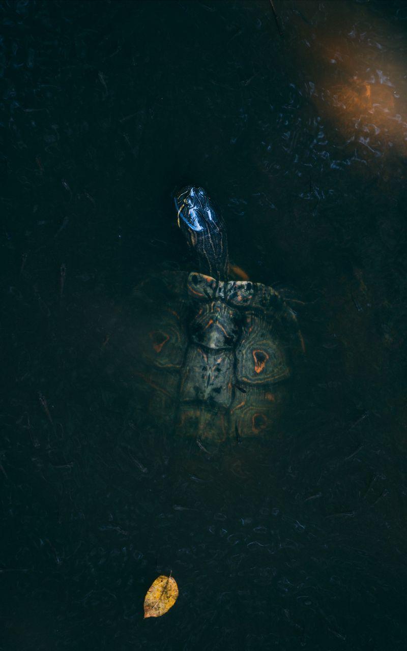 Space Turtle Wallpapers - Top Free Space Turtle Backgrounds ...