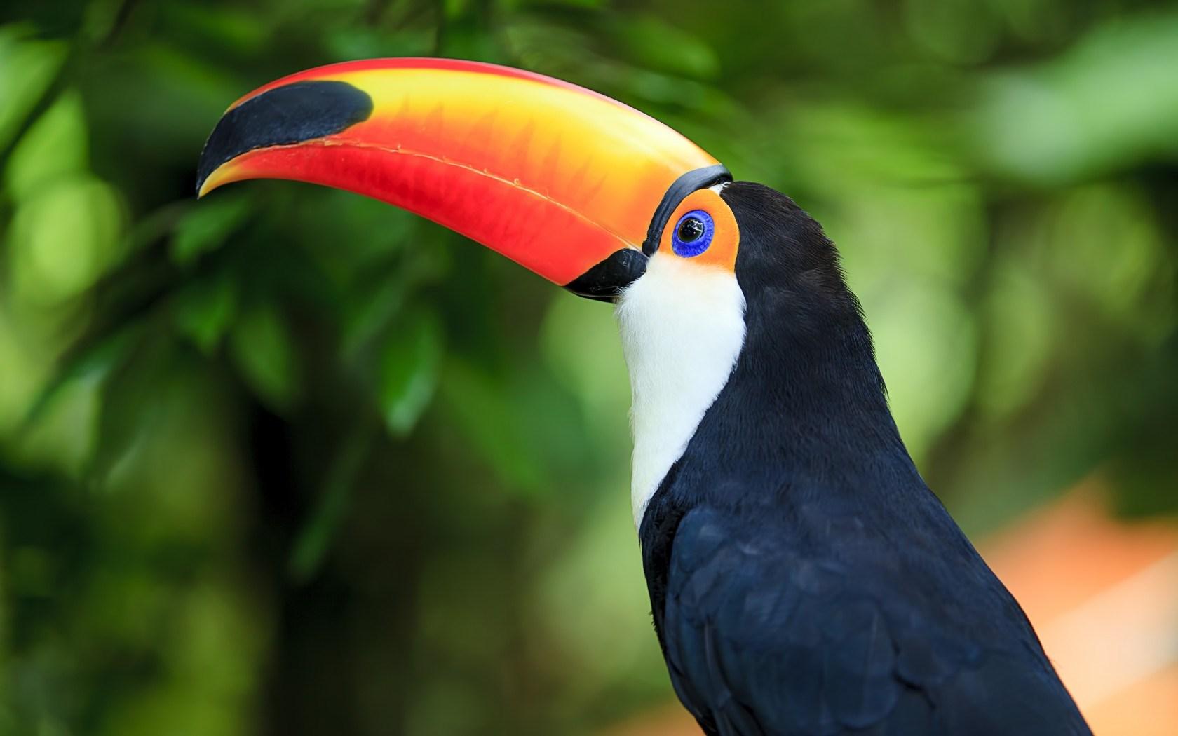 Tucan HD Wallpapers - Top Free Tucan HD Backgrounds - WallpaperAccess