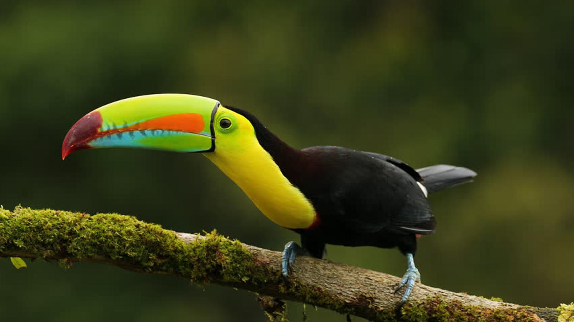 Tucan HD Wallpapers - Top Free Tucan HD Backgrounds - WallpaperAccess