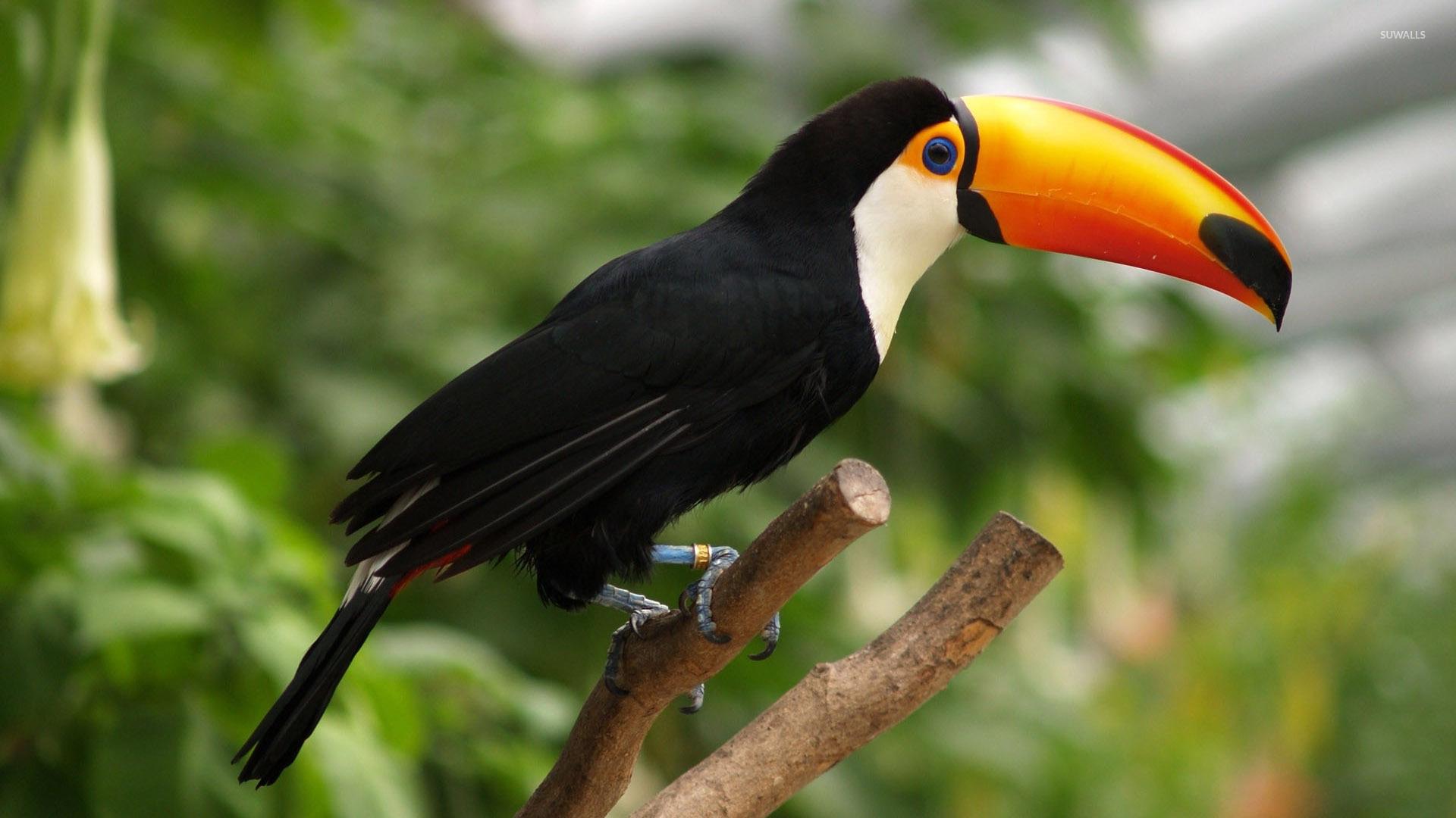 Tucan HD Wallpapers - Top Free Tucan HD Backgrounds - WallpaperAccess