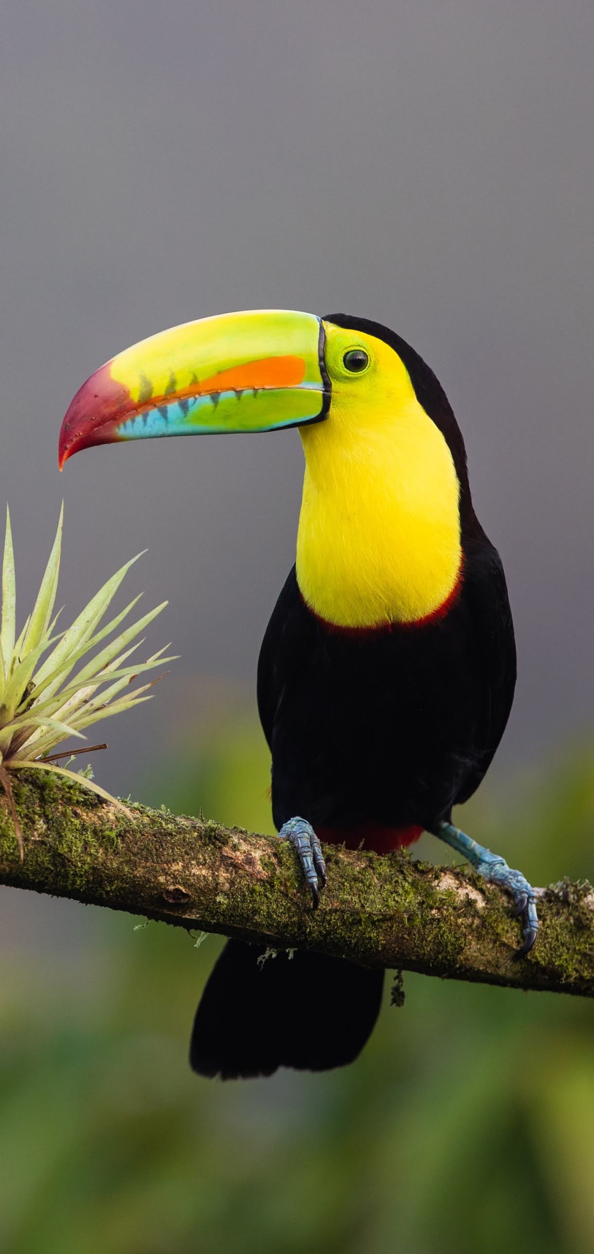 Tucan HD Wallpapers - Top Free Tucan HD Backgrounds - WallpaperAccess