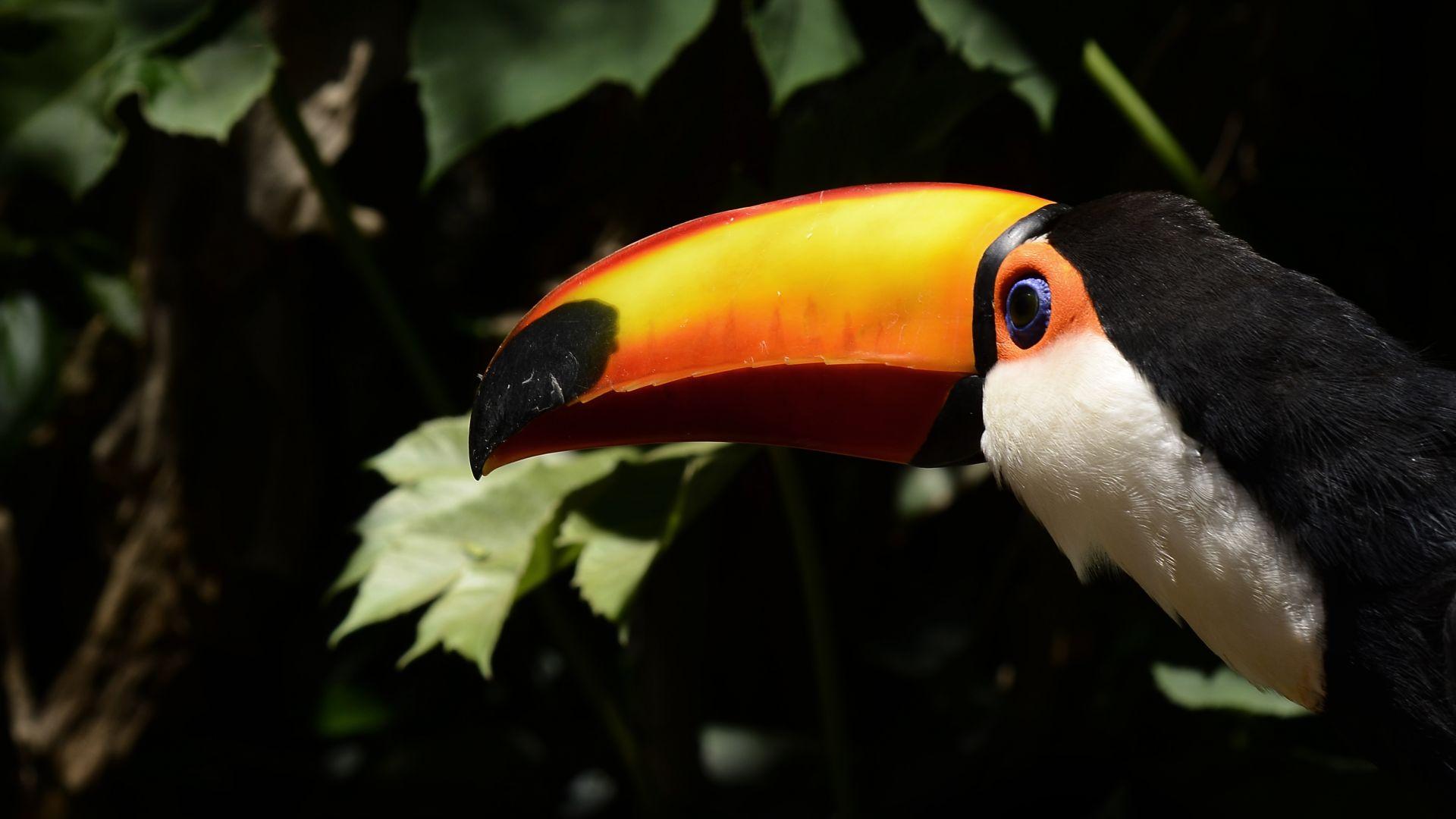 Tucan HD Wallpapers - Top Free Tucan HD Backgrounds - WallpaperAccess