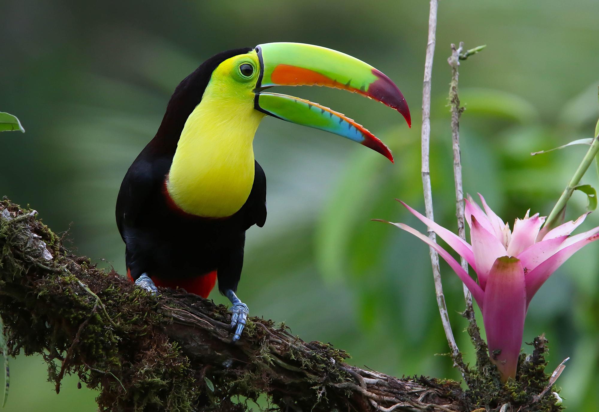Tucan HD Wallpapers - Top Free Tucan HD Backgrounds - WallpaperAccess