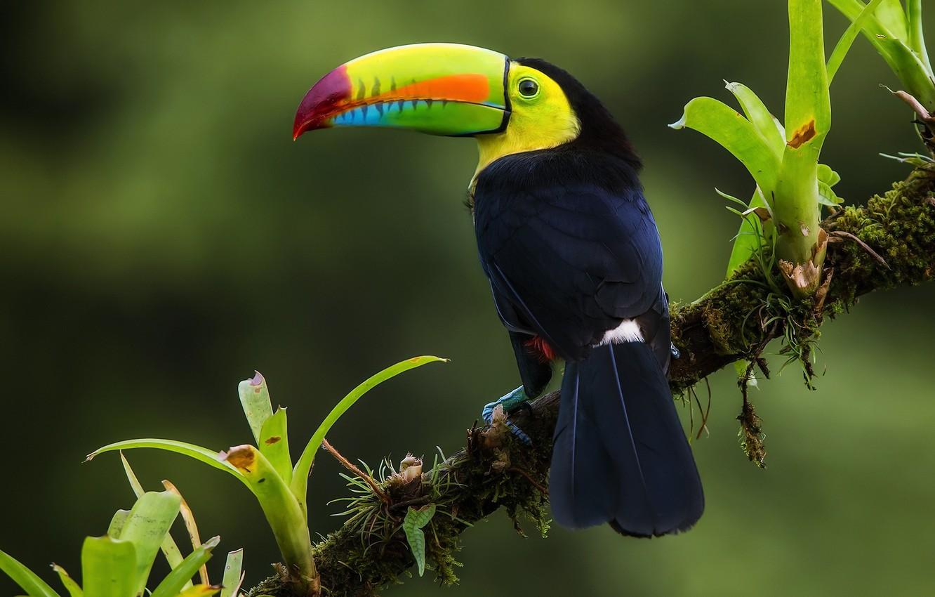 Tucan HD Wallpapers - Top Free Tucan HD Backgrounds - WallpaperAccess