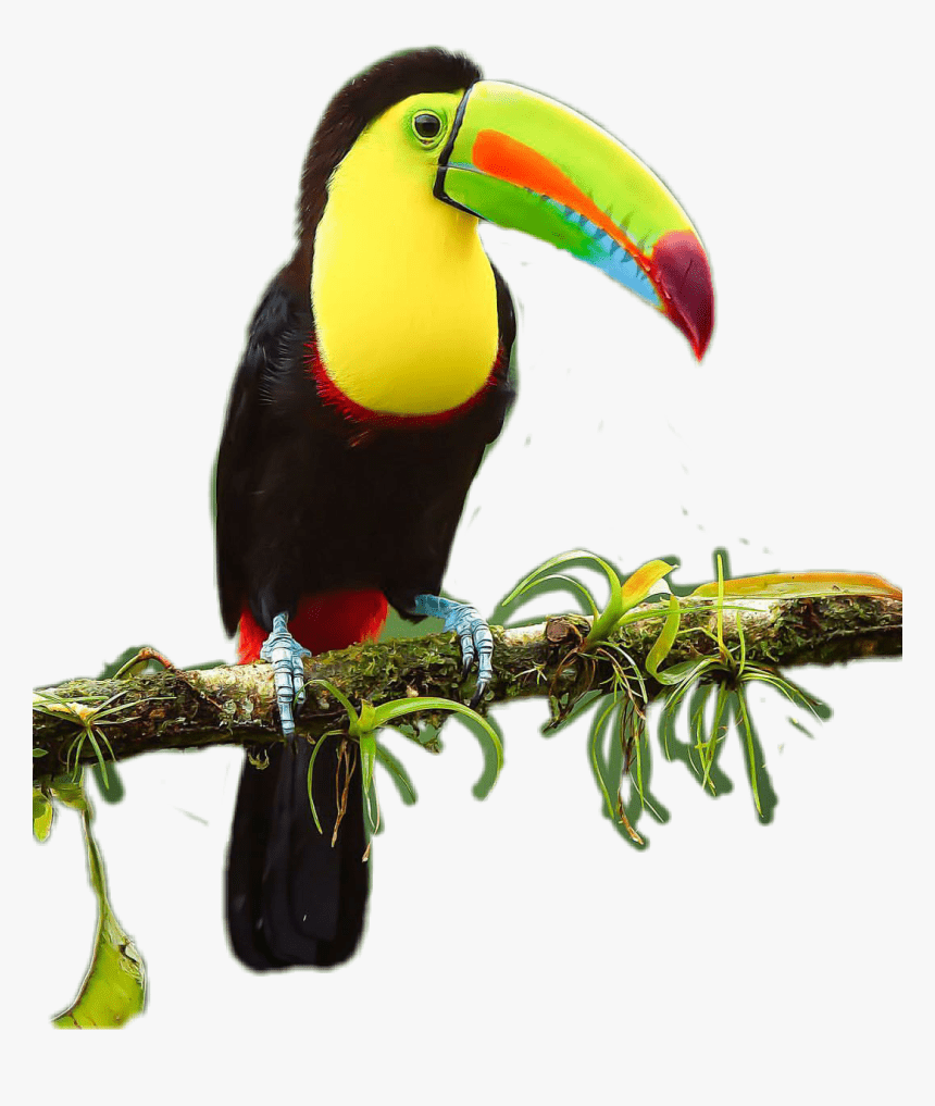 Tucan HD Wallpapers - Top Free Tucan HD Backgrounds - WallpaperAccess
