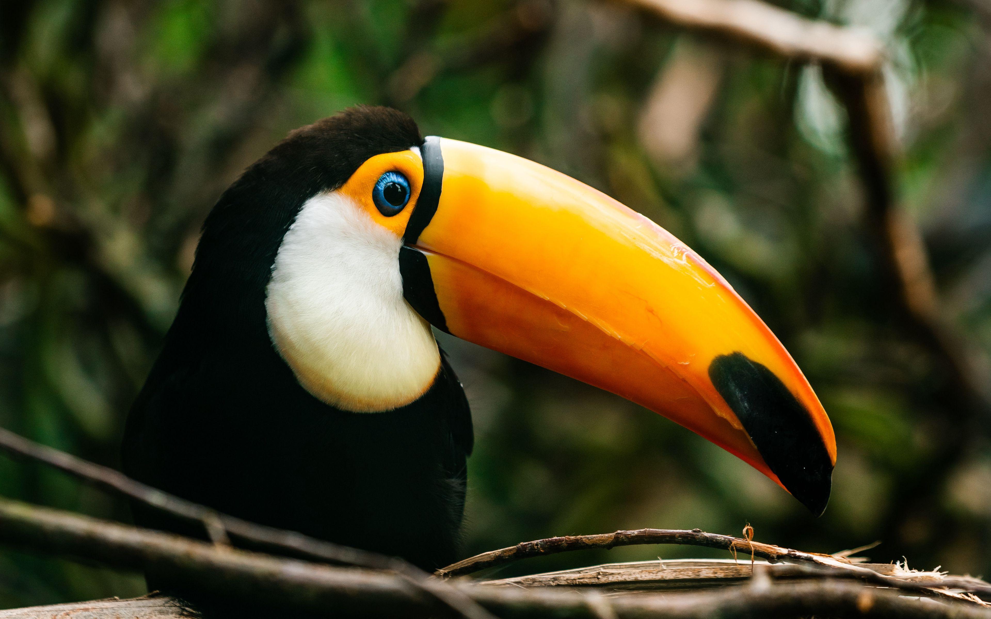 Tucan HD Wallpapers - Top Free Tucan HD Backgrounds - WallpaperAccess