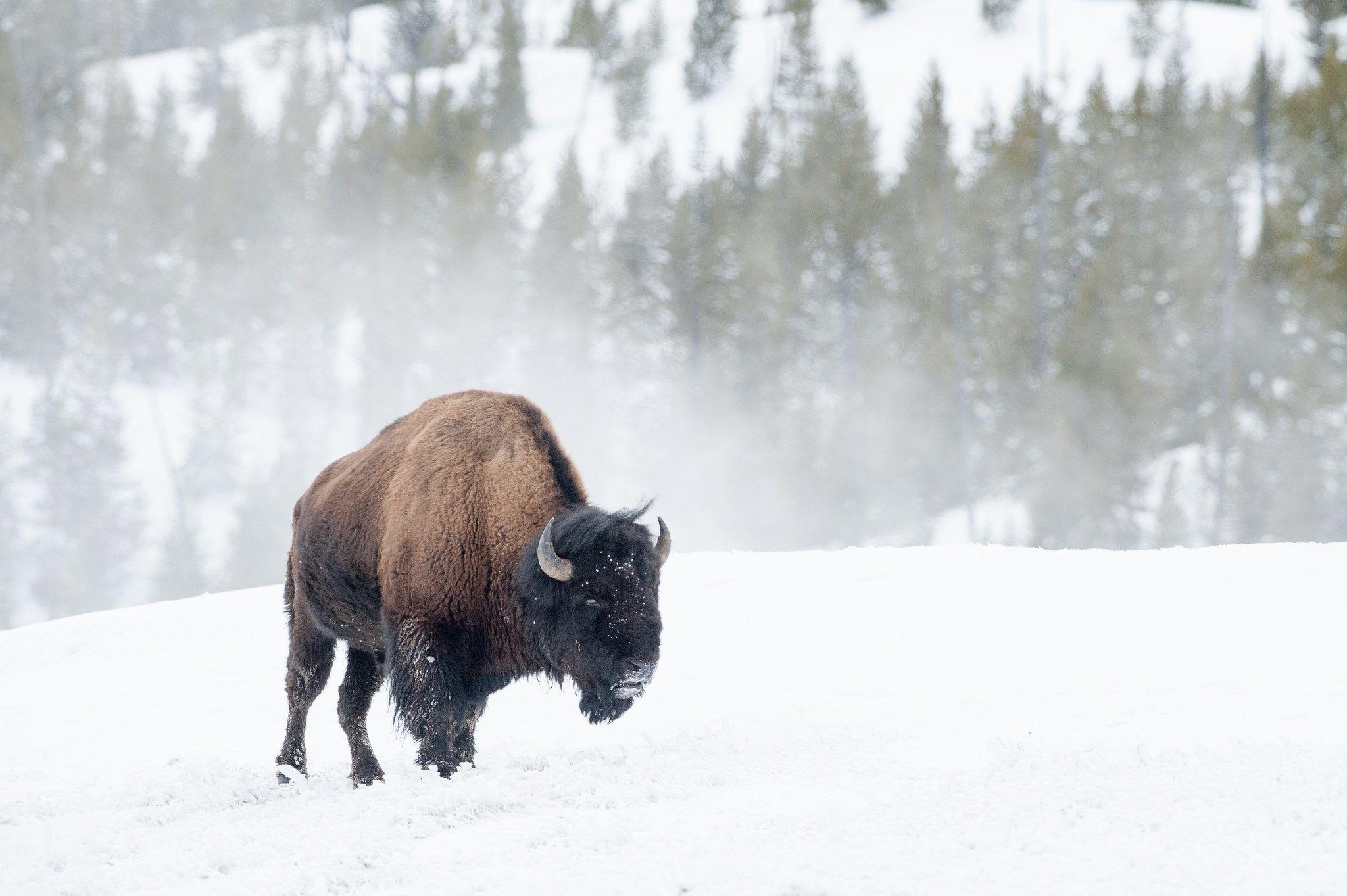 Winter Bison Wallpapers - Top Free Winter Bison Backgrounds ...