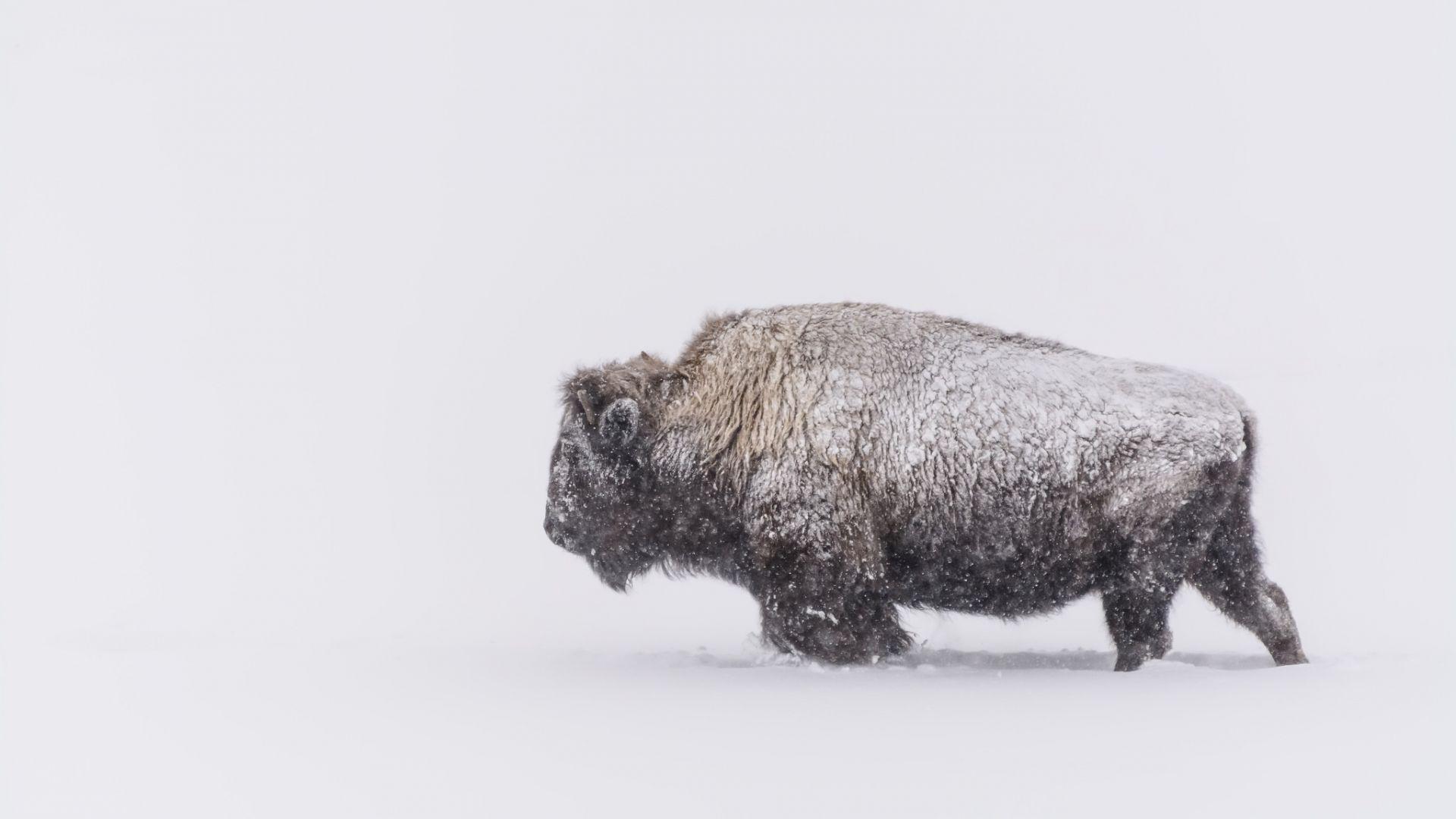 Winter Bison Wallpapers - Top Free Winter Bison Backgrounds ...