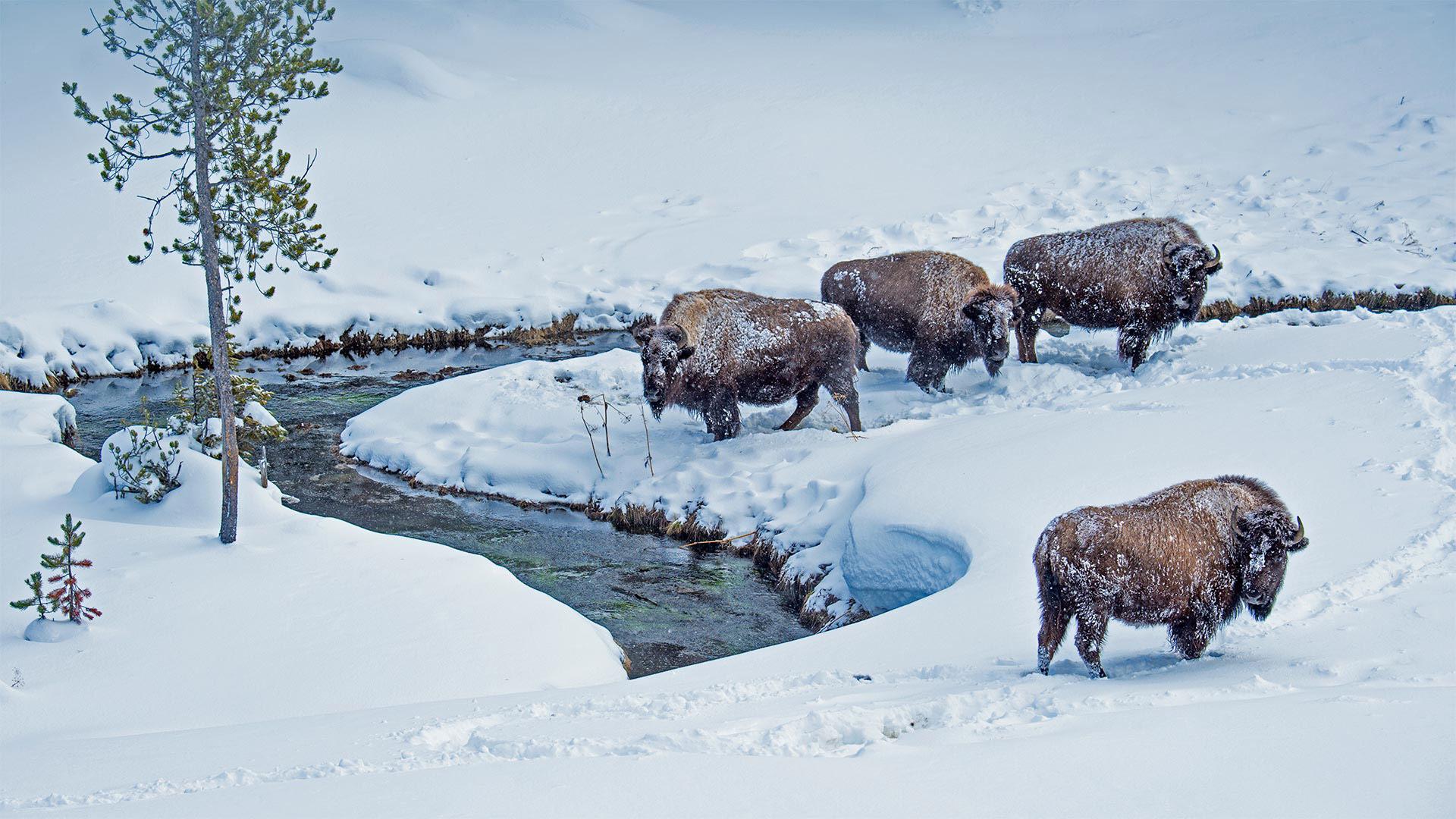 Winter Bison Wallpapers - Top Free Winter Bison Backgrounds ...