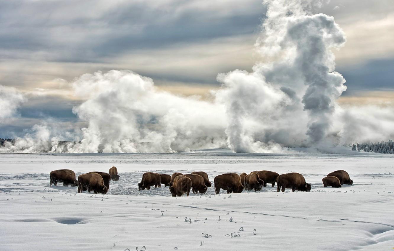 Winter Bison Wallpapers - Top Free Winter Bison Backgrounds ...