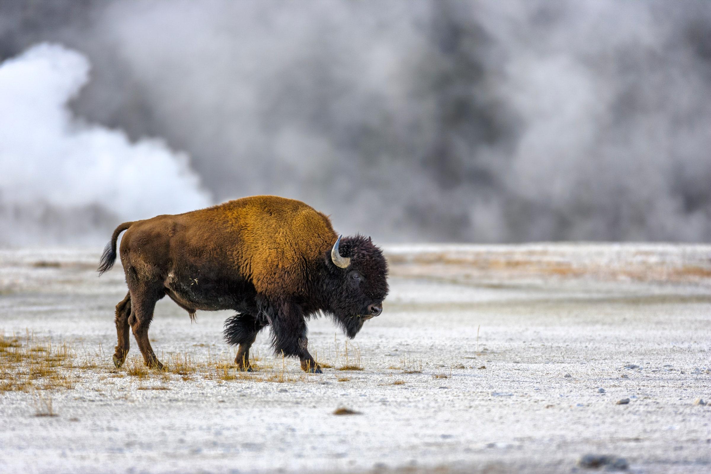 Winter Bison Wallpapers - Top Free Winter Bison Backgrounds ...