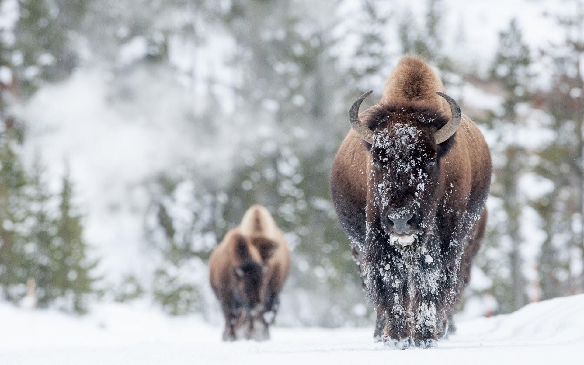 Winter Bison Wallpapers - Top Free Winter Bison Backgrounds ...
