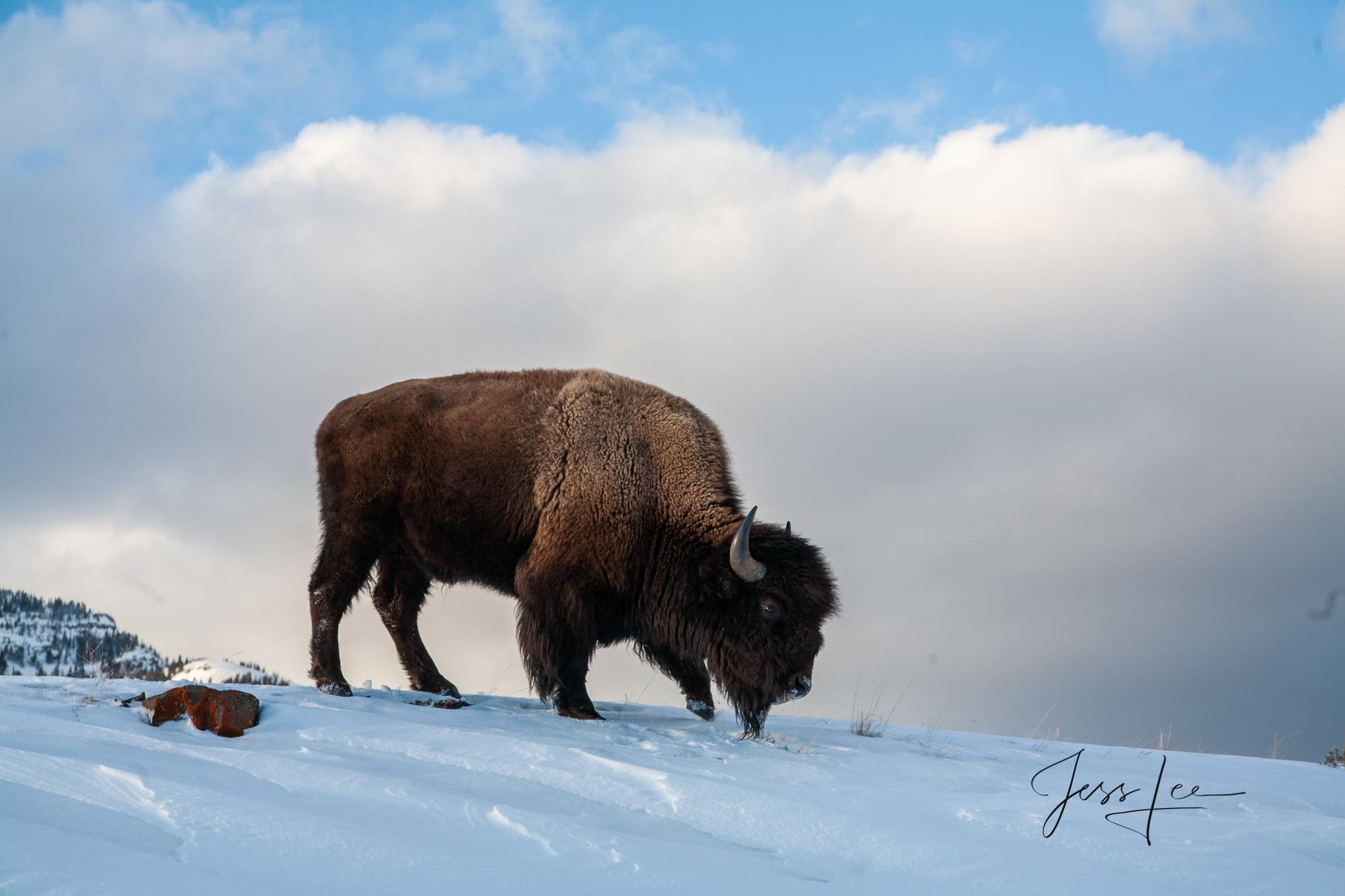 Winter Bison Wallpapers - Top Free Winter Bison Backgrounds ...