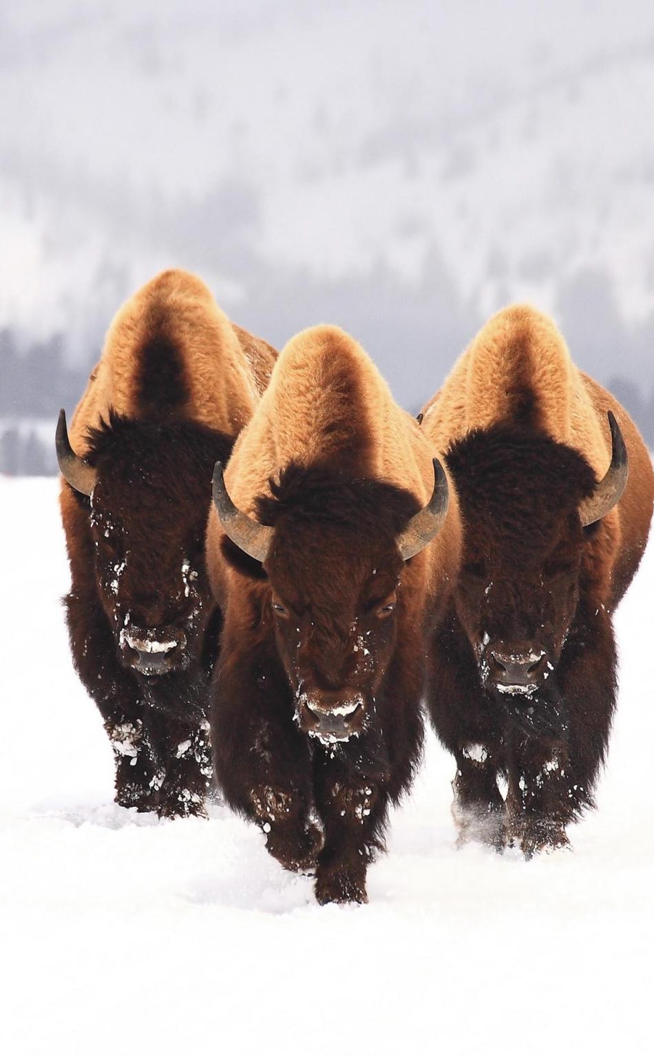 Winter Bison Wallpapers - Top Free Winter Bison Backgrounds ...