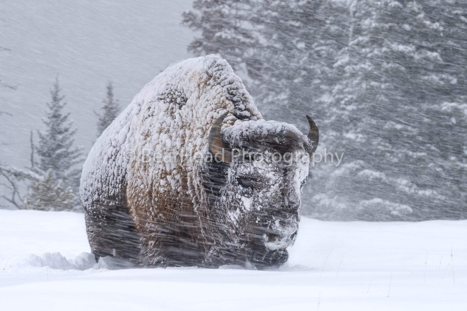 Winter Bison Wallpapers - Top Free Winter Bison Backgrounds ...