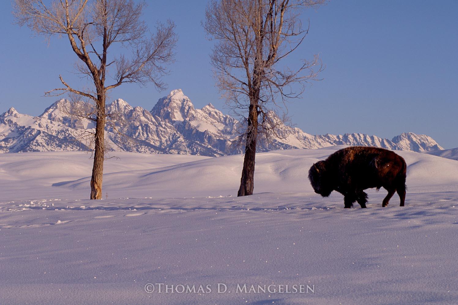 Winter Bison Wallpapers - Top Free Winter Bison Backgrounds ...