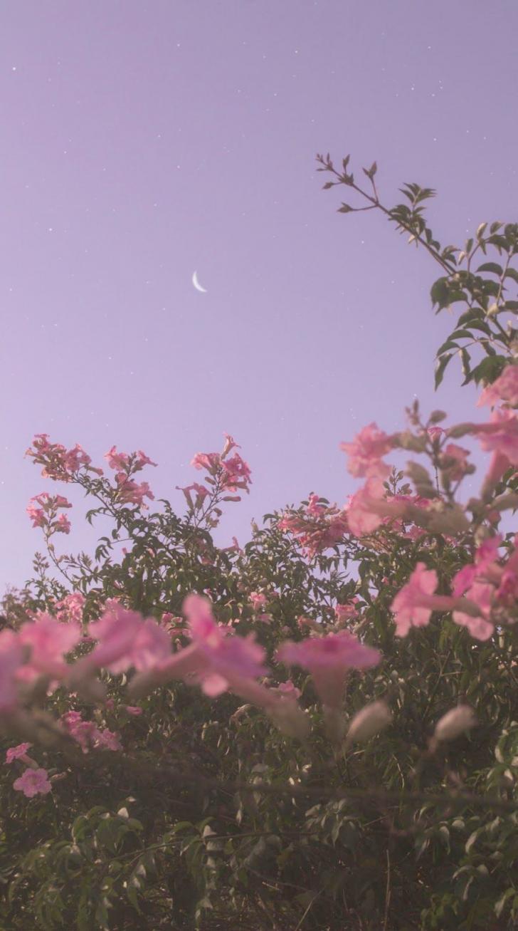 2K Aesthetic Wallpapers - Top Free 2K Aesthetic Backgrounds ...