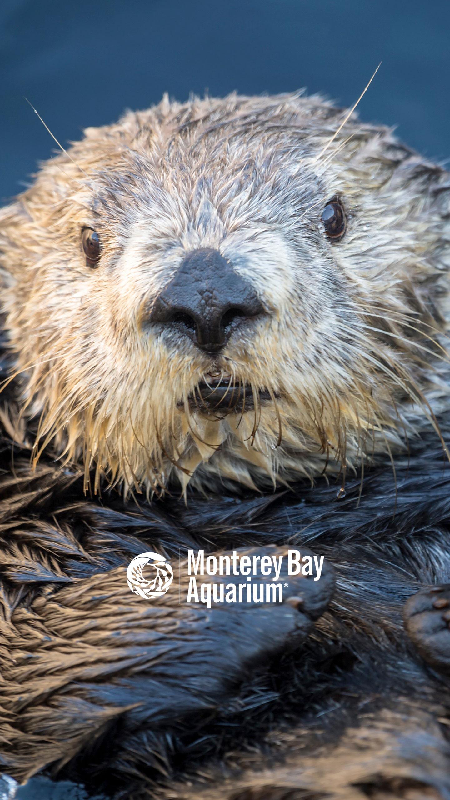 Otter iPhone Wallpapers - Top Free Otter iPhone Backgrounds ...