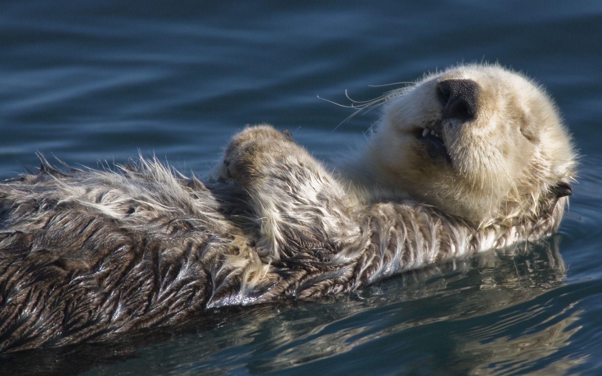 Otter 4K Wallpapers - Top Free Otter 4K Backgrounds - WallpaperAccess