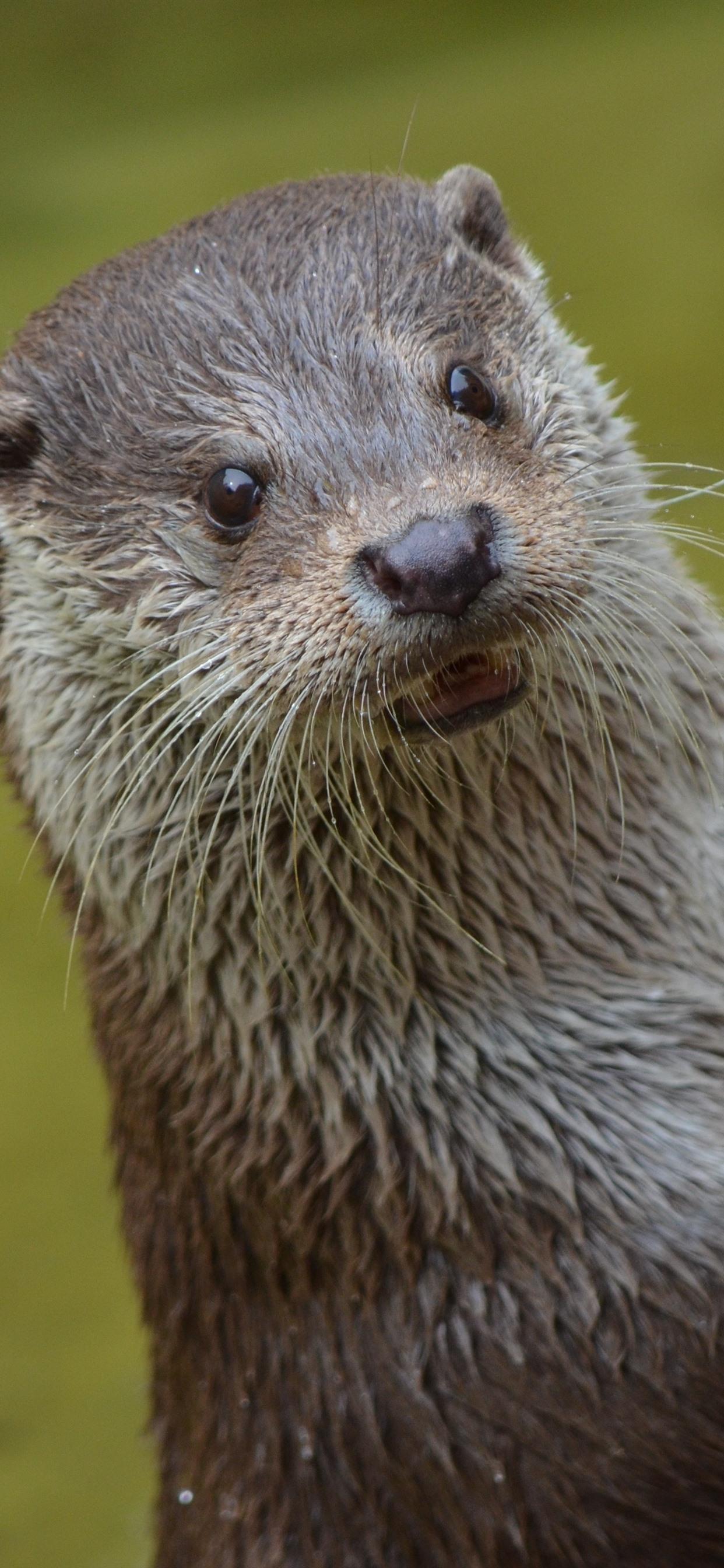 Otter iPhone Wallpapers - Top Free Otter iPhone Backgrounds ...