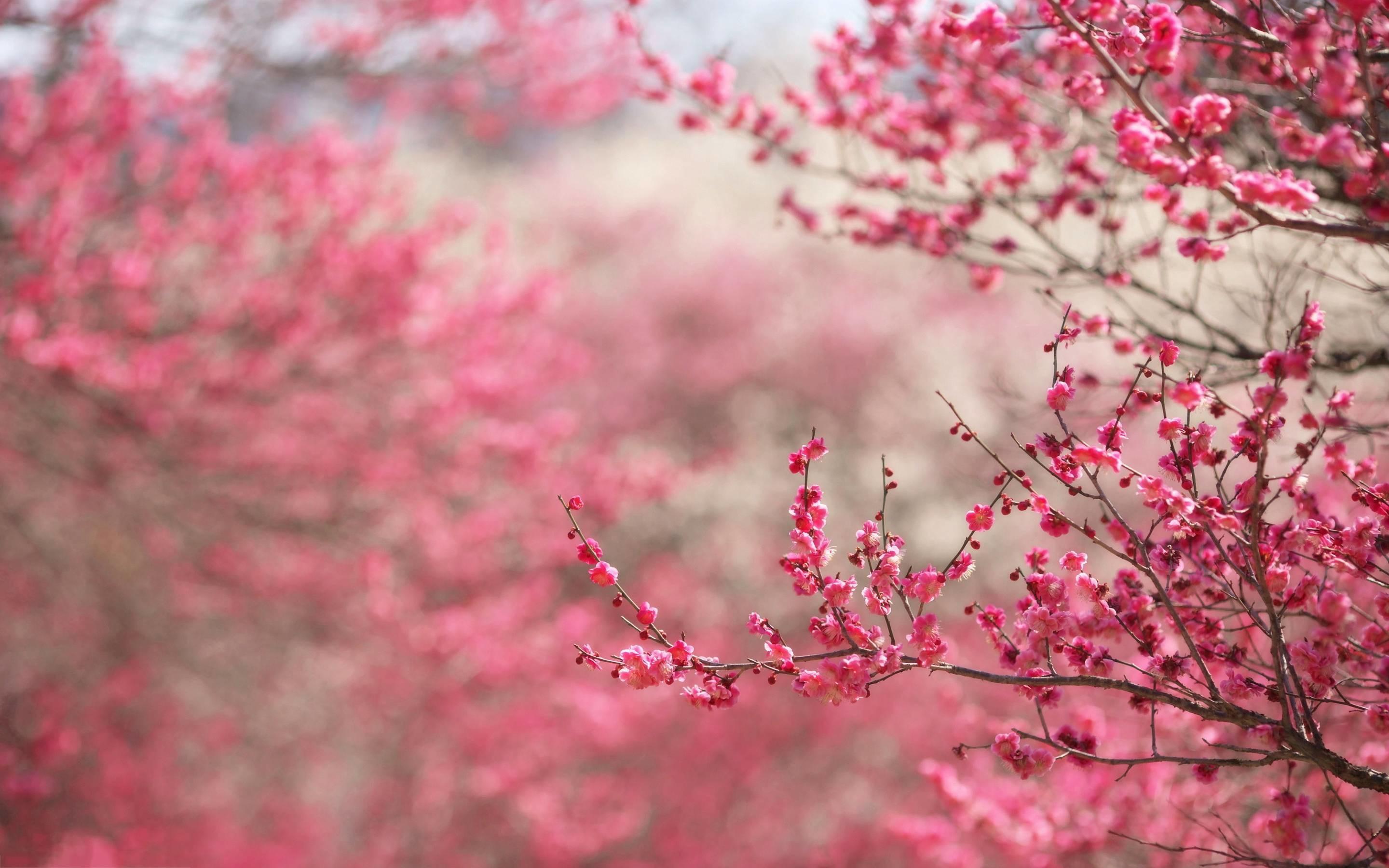 Red Sakura Wallpapers - Top Free Red Sakura Backgrounds - WallpaperAccess
