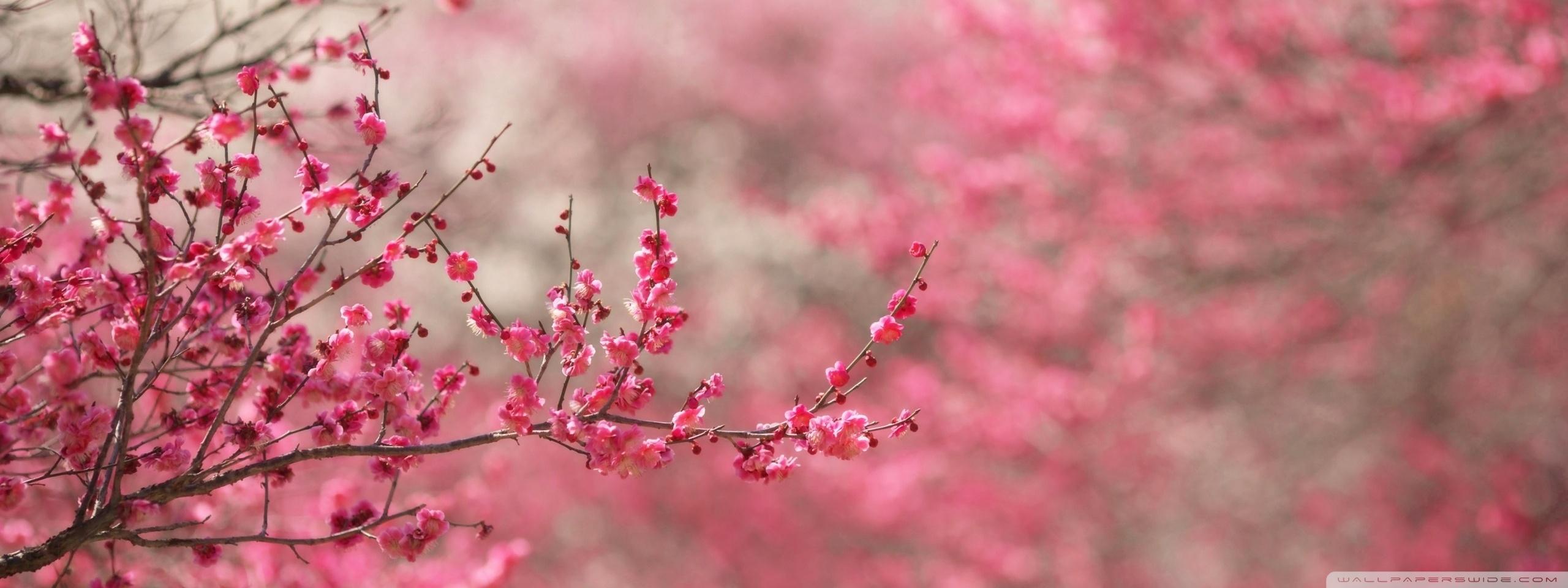 Red Sakura Wallpapers - Top Free Red Sakura Backgrounds - WallpaperAccess