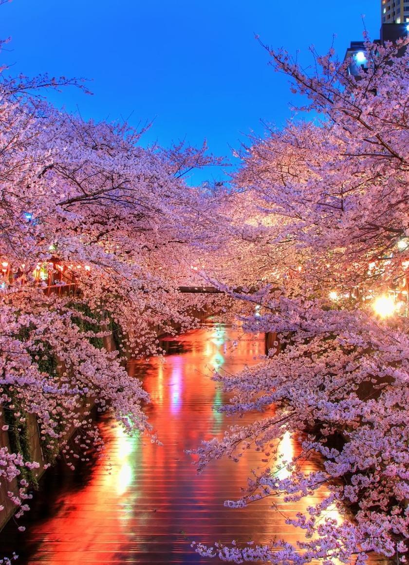 Red Sakura Wallpapers - Top Free Red Sakura Backgrounds - WallpaperAccess