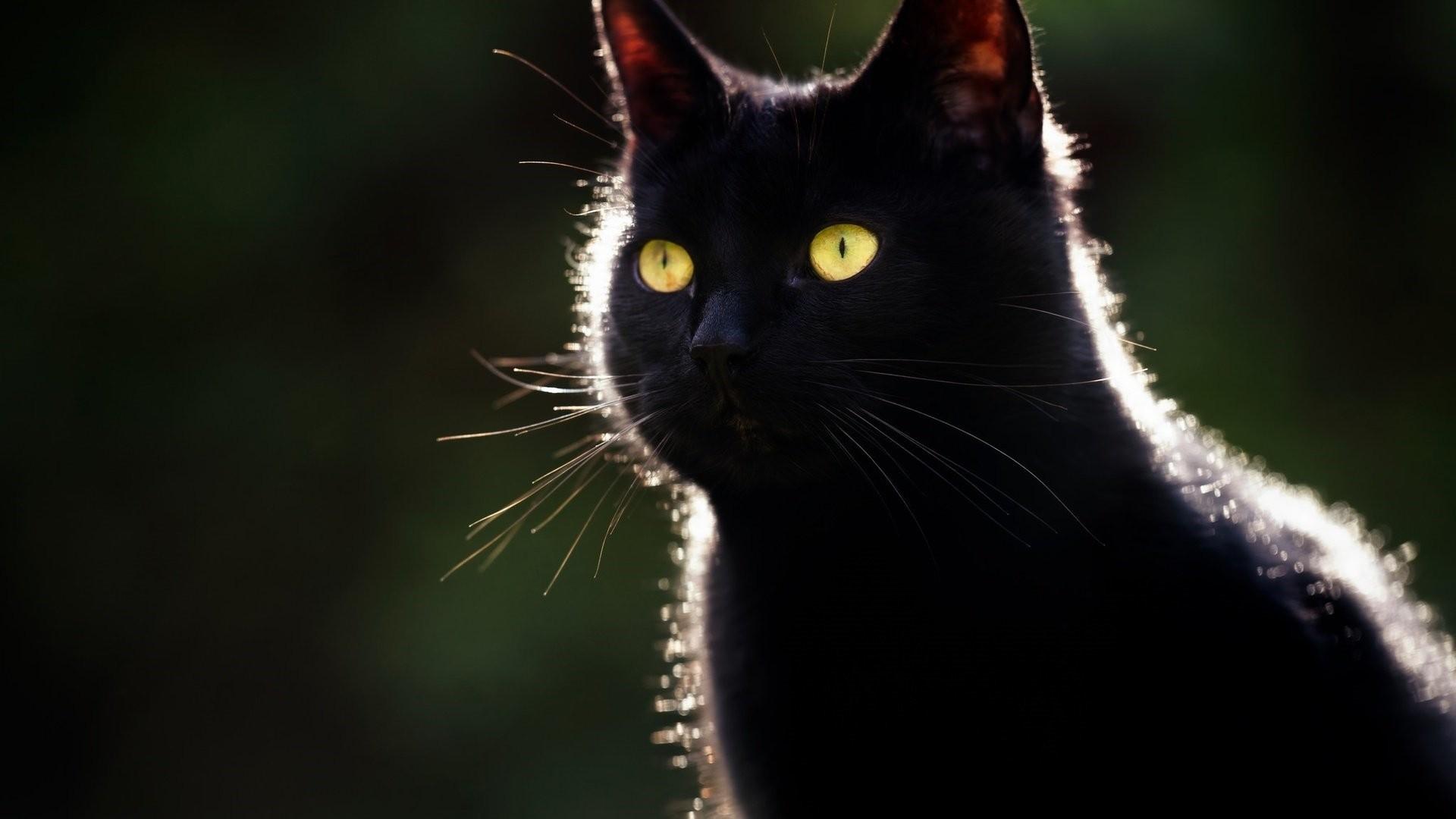 Black Cat PC Wallpapers - Top Free Black Cat PC Backgrounds ...