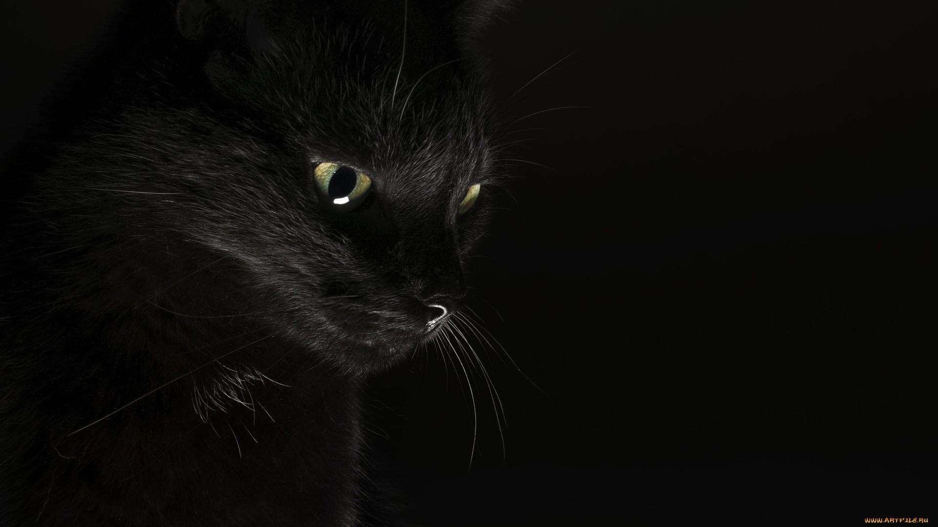 Black Cat PC Wallpapers - Top Free Black Cat PC Backgrounds ...