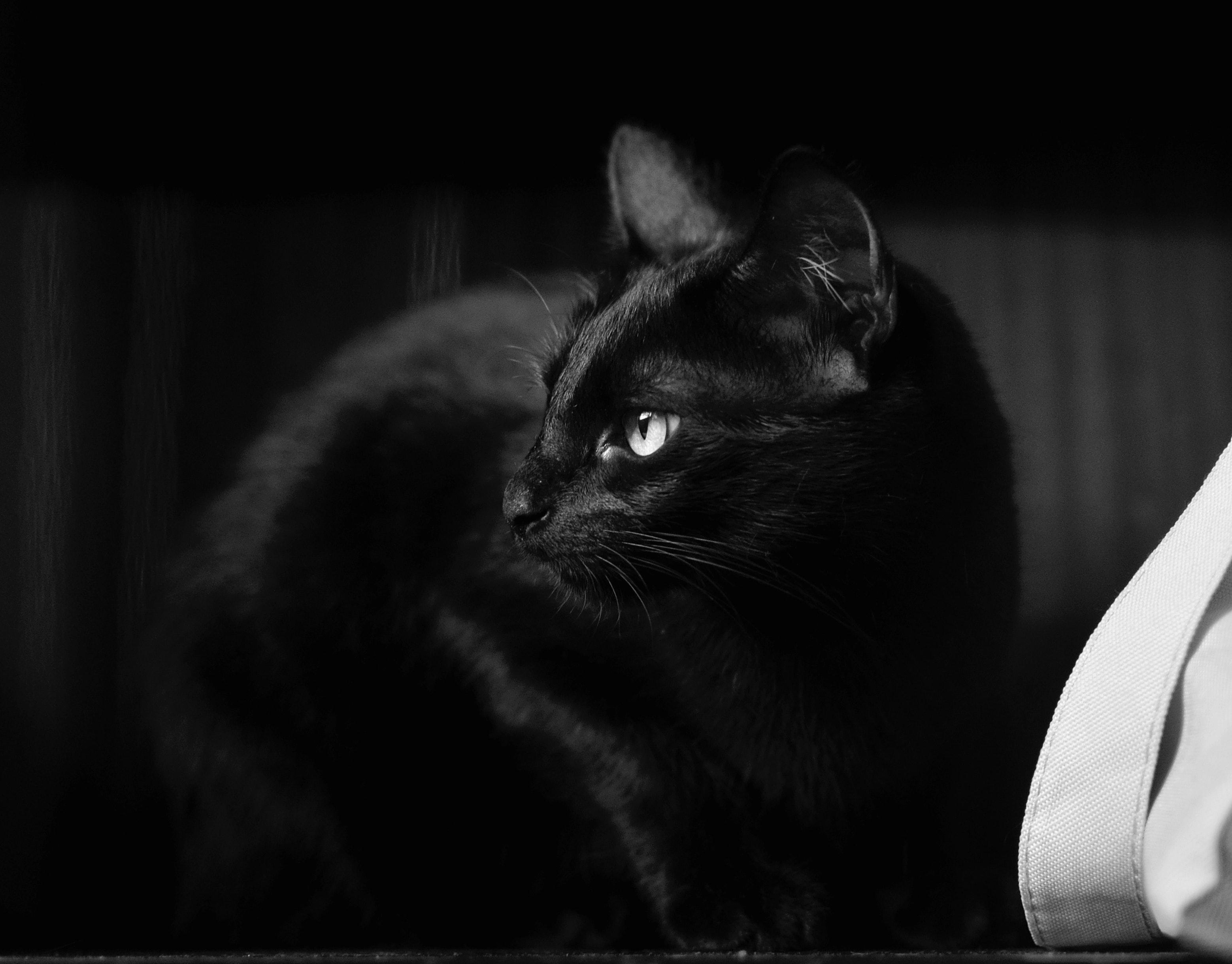 Black Cat PC Wallpapers - Top Free Black Cat PC Backgrounds ...
