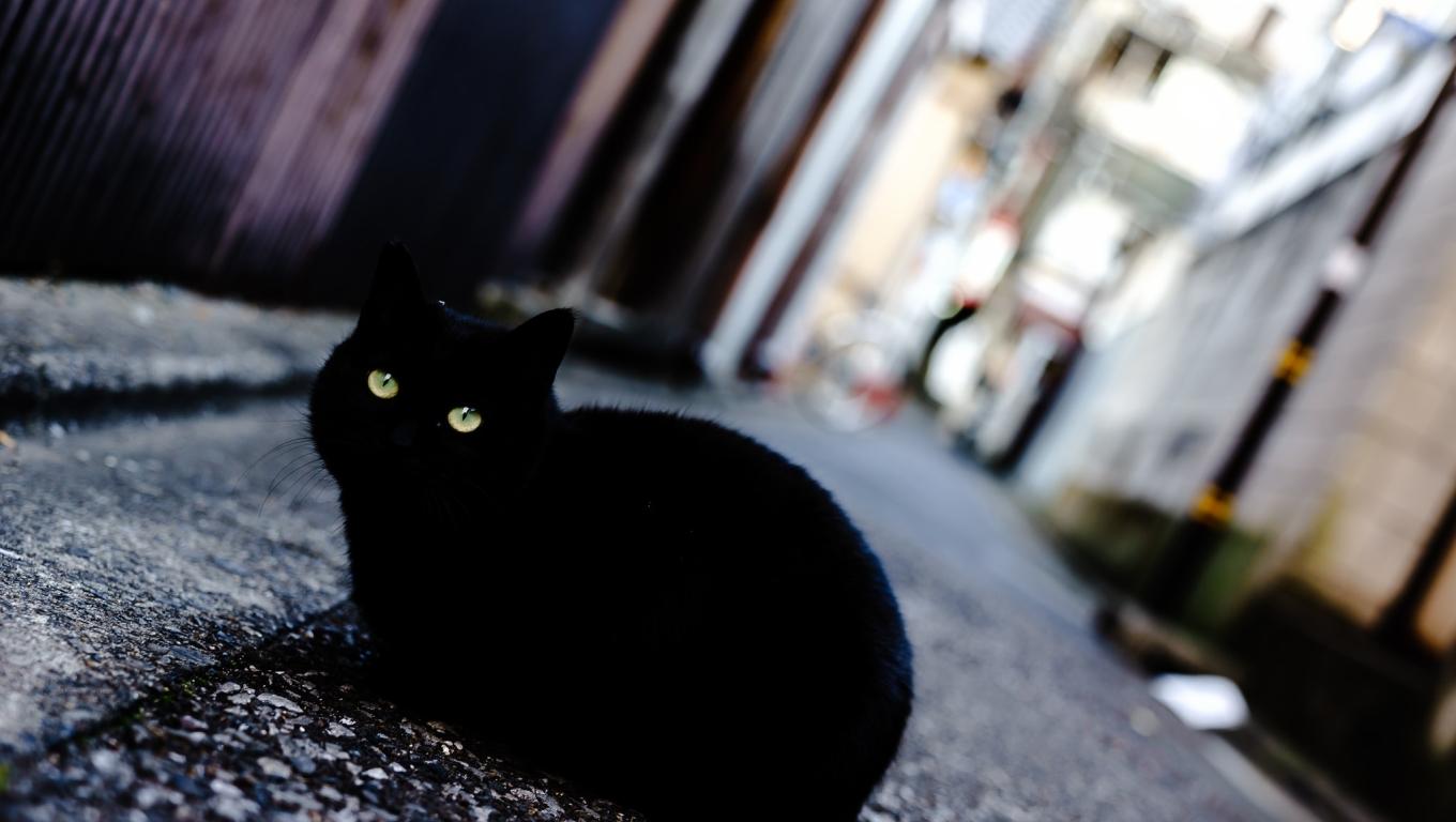 Black Cat PC Wallpapers - Top Free Black Cat PC Backgrounds ...