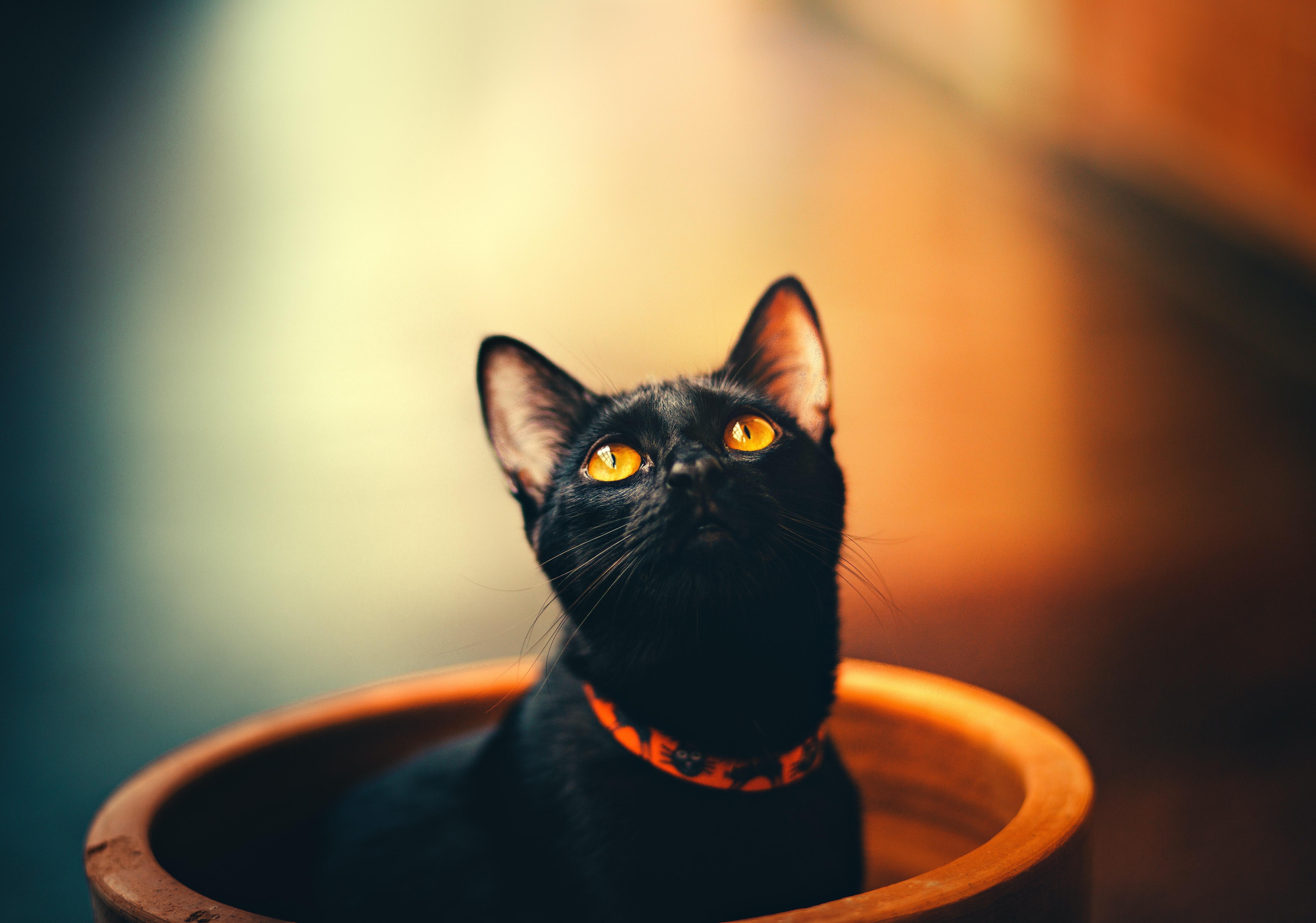 Yellow Aesthetic Cat Wallpapers - Top Free Yellow Aesthetic Cat ...