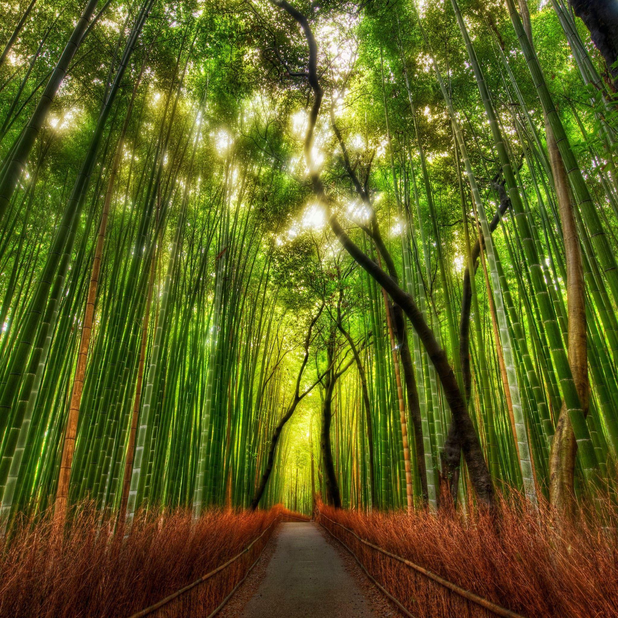 Natural Bamboo Wallpapers - Top Free Natural Bamboo Backgrounds ...