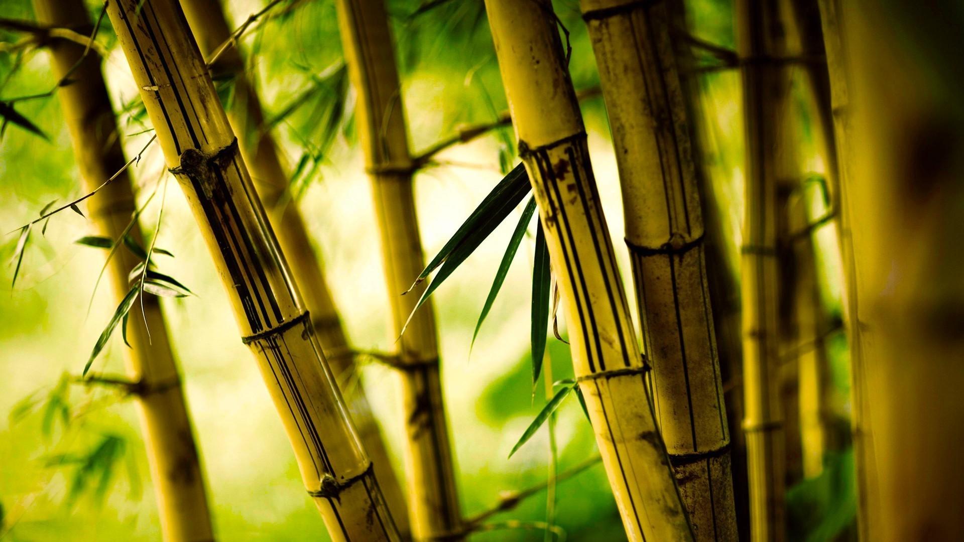 Natural Bamboo Wallpapers - Top Free Natural Bamboo Backgrounds ...