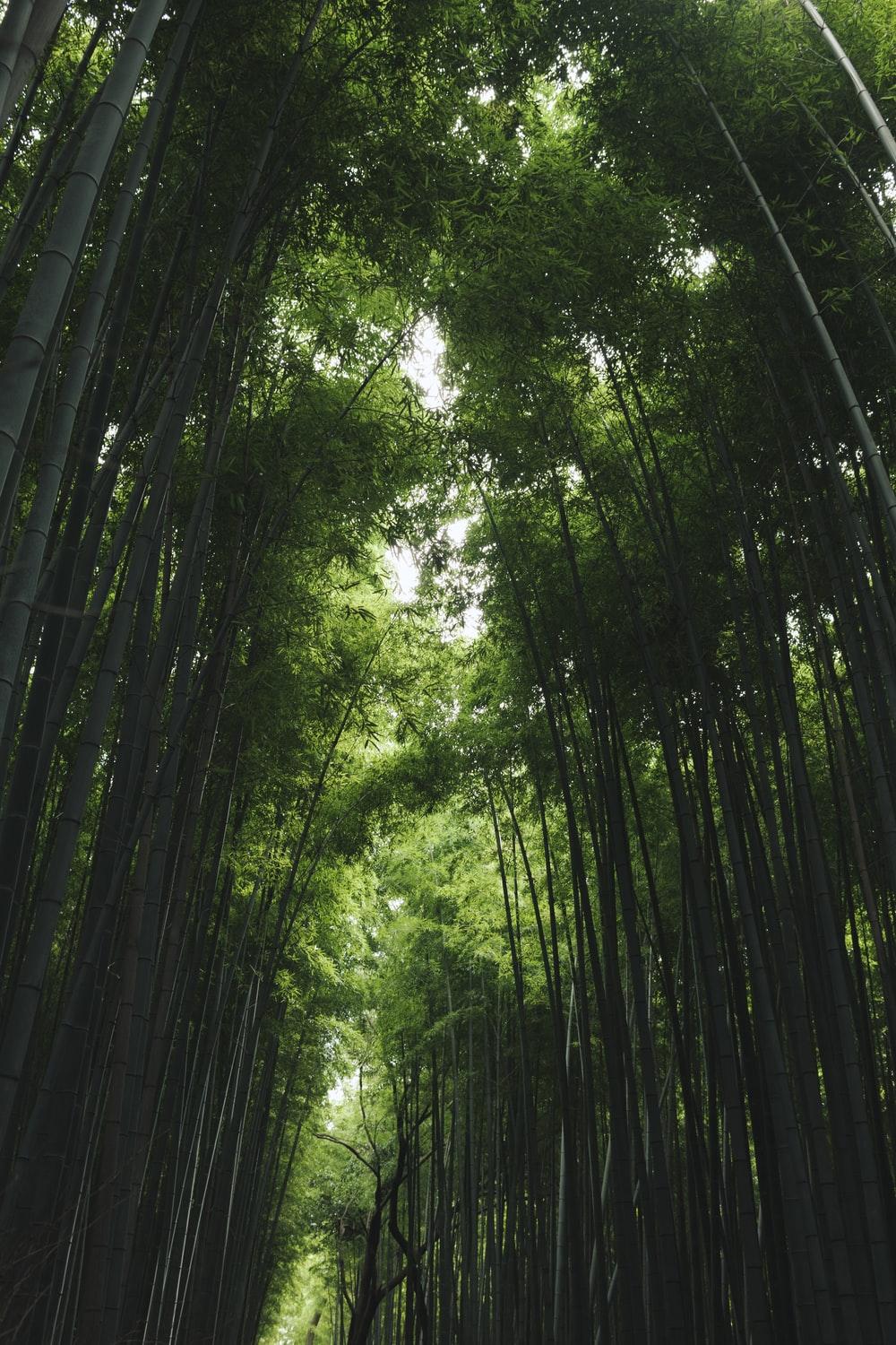 Chinese Bamboo Forest Wallpapers - Top Free Chinese Bamboo Forest ...