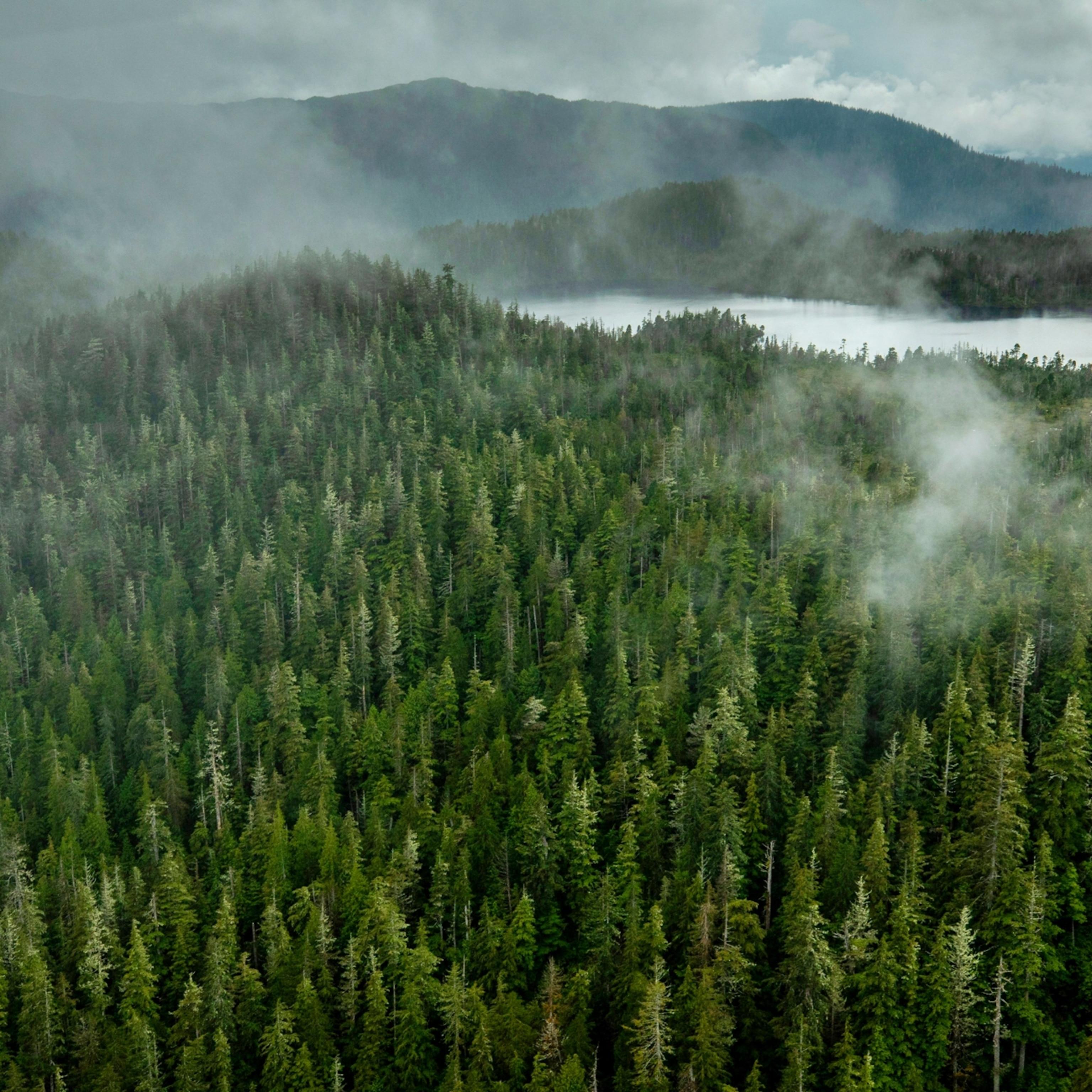 Alaska Forest Wallpapers - Top Free Alaska Forest Backgrounds ...