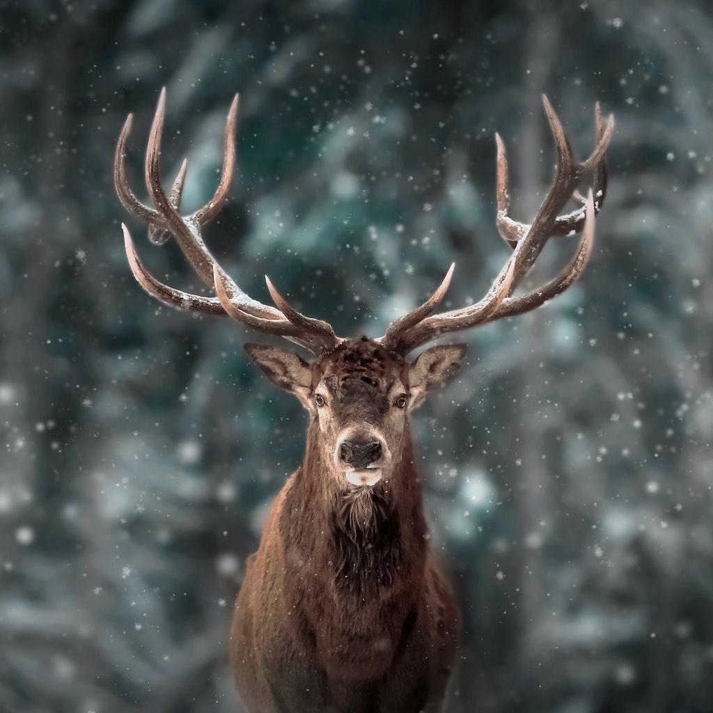 Snow and Deer Wallpapers - Top Free Snow and Deer Backgrounds ...