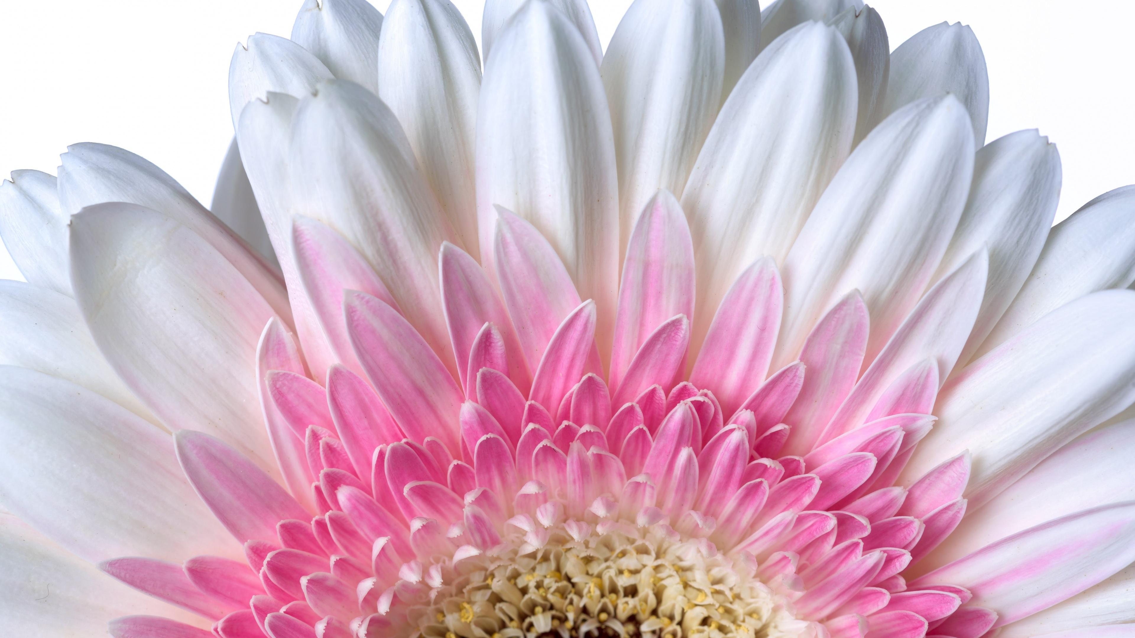 Pink Gerber Daisy Wallpapers - Top Free Pink Gerber Daisy Backgrounds ...