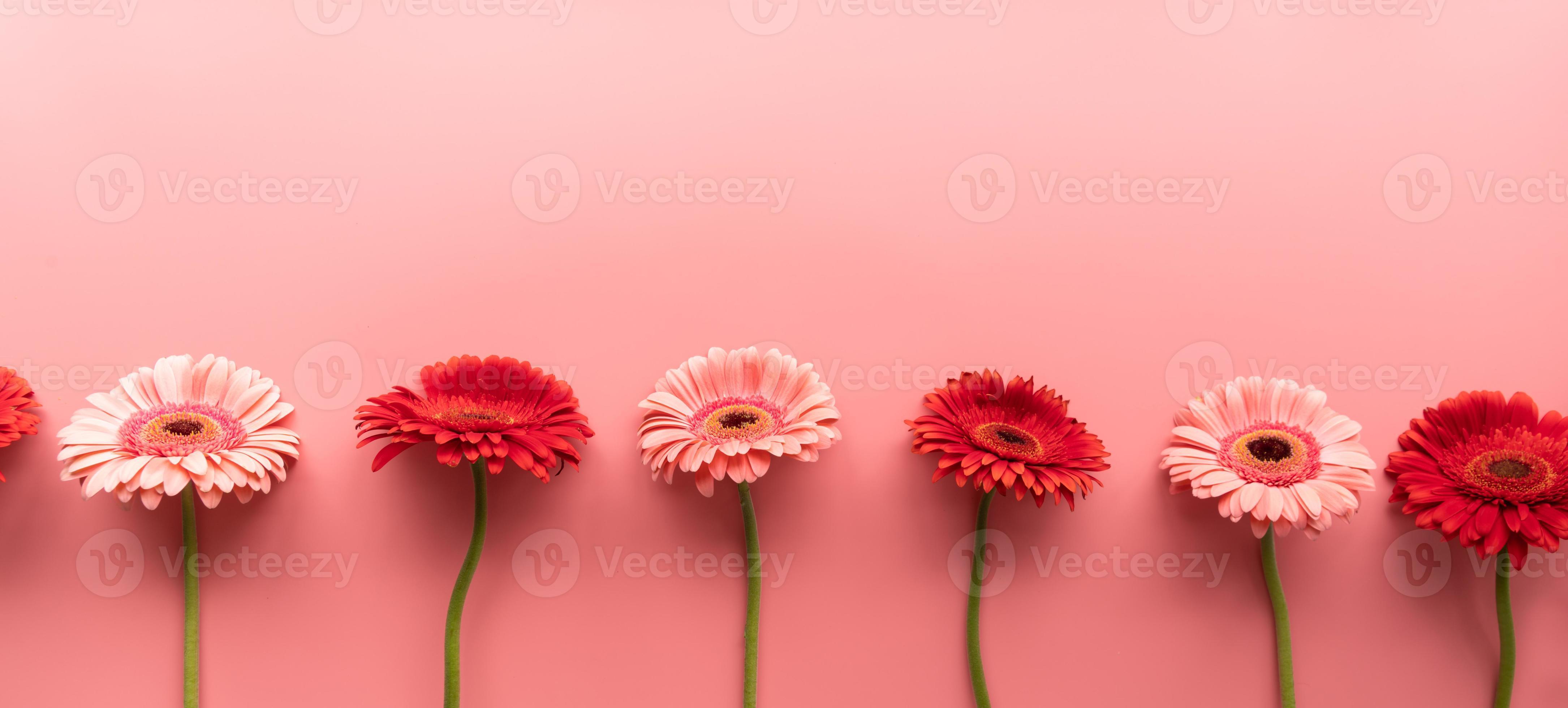 Pink Gerber Daisy Wallpapers - Top Free Pink Gerber Daisy Backgrounds ...
