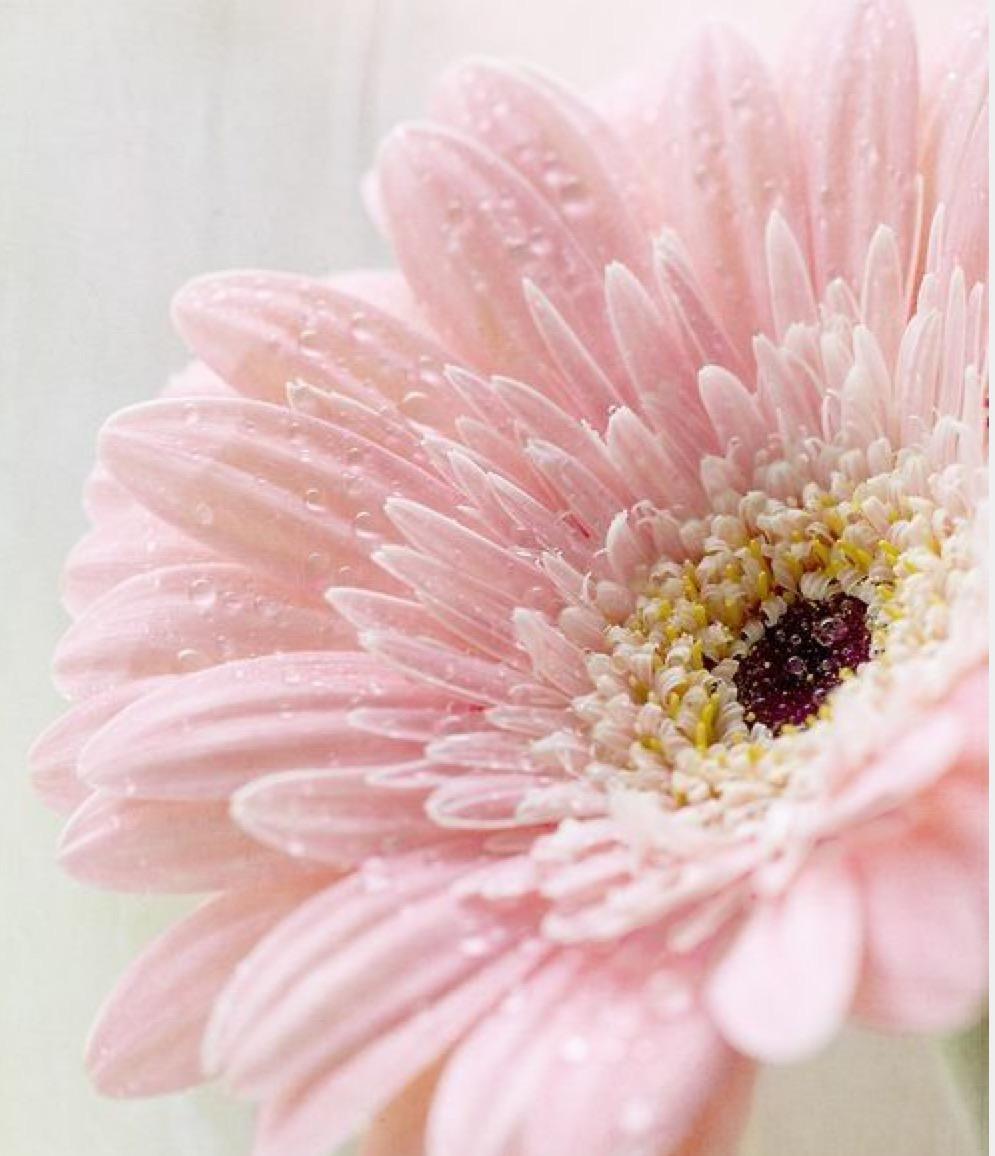 Pink Gerber Daisy Wallpapers - Top Free Pink Gerber Daisy Backgrounds ...