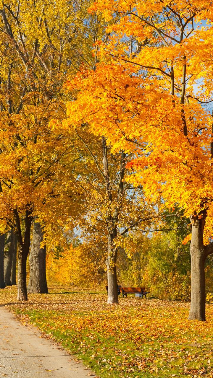 Autumn Tree HD Wallpapers - Top Free Autumn Tree HD Backgrounds ...