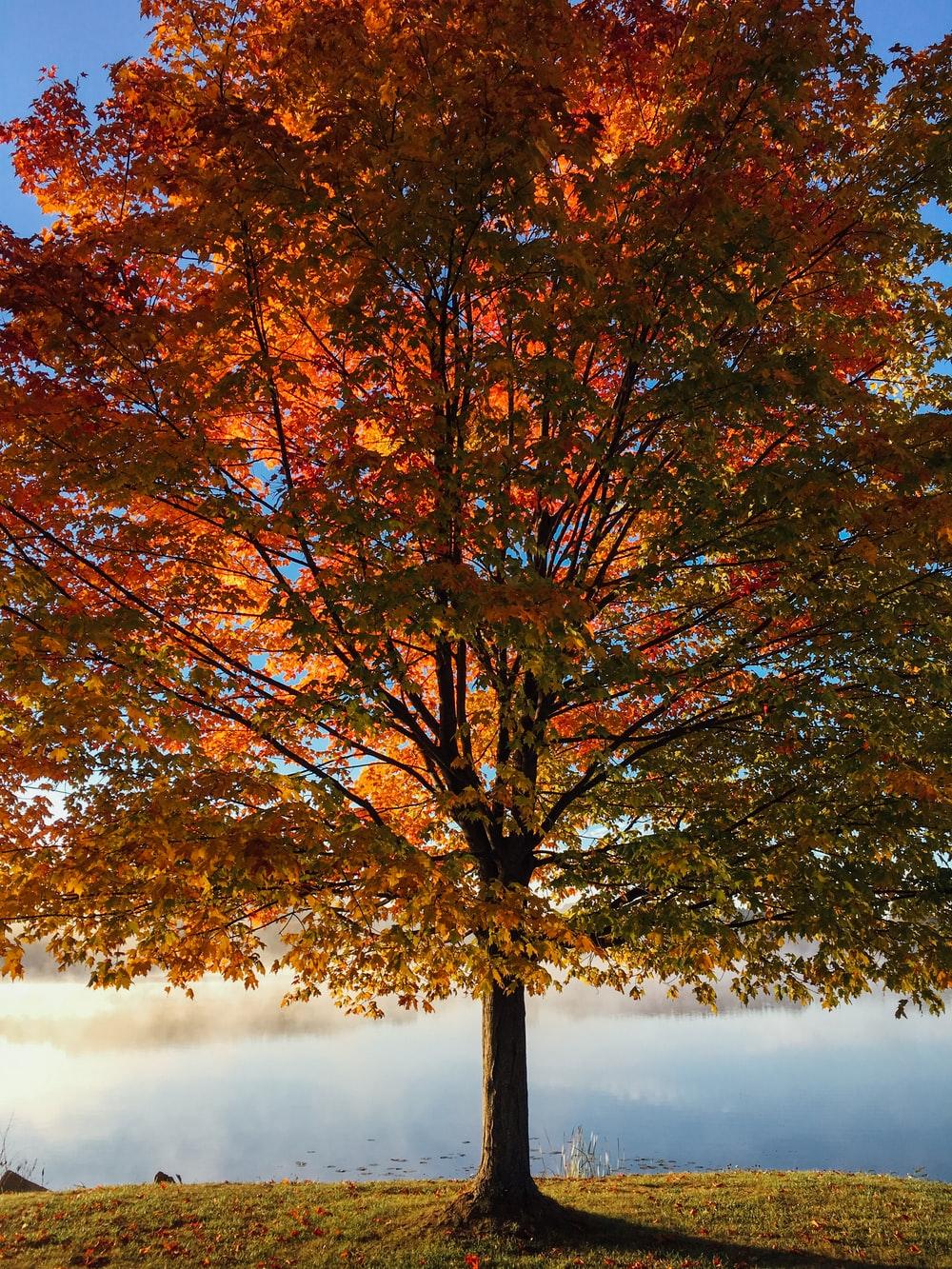 Autumn Tree HD Wallpapers - Top Free Autumn Tree HD Backgrounds ...