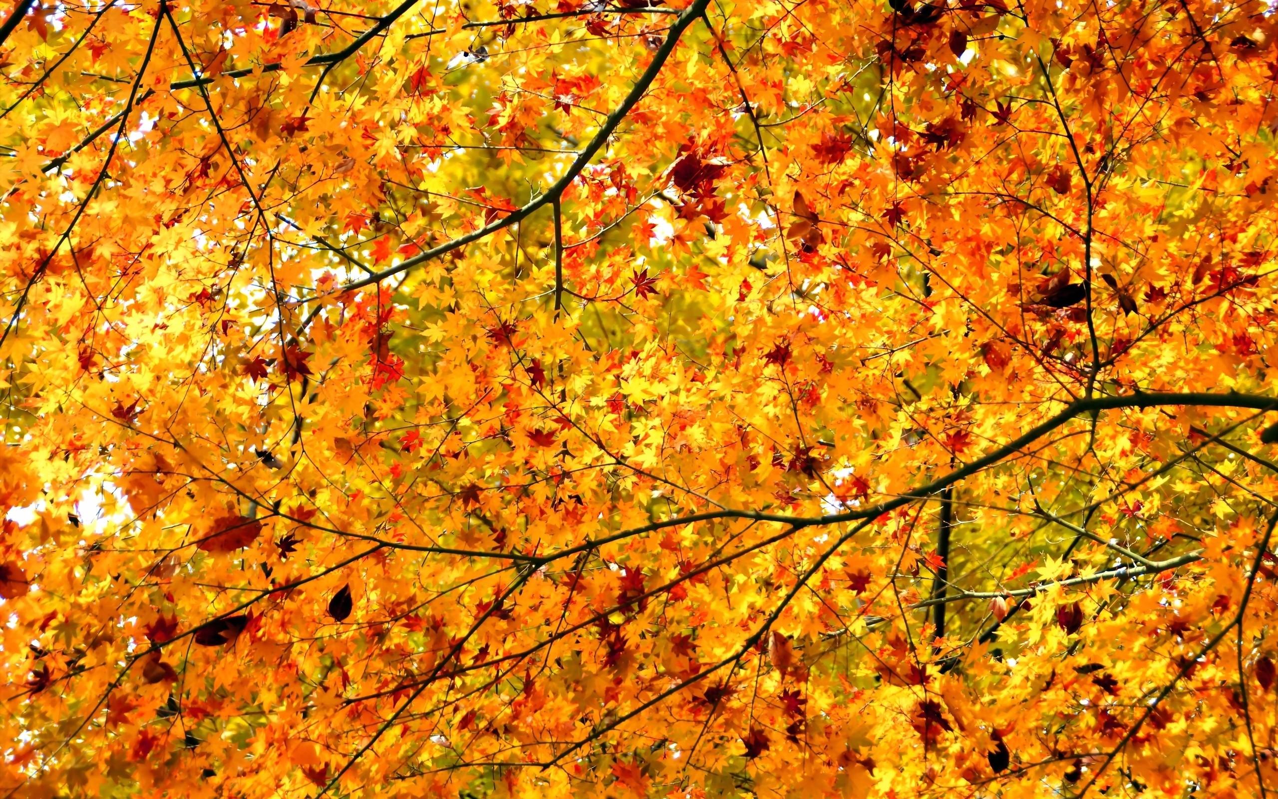 Autumn Tree HD Wallpapers - Top Free Autumn Tree HD Backgrounds ...