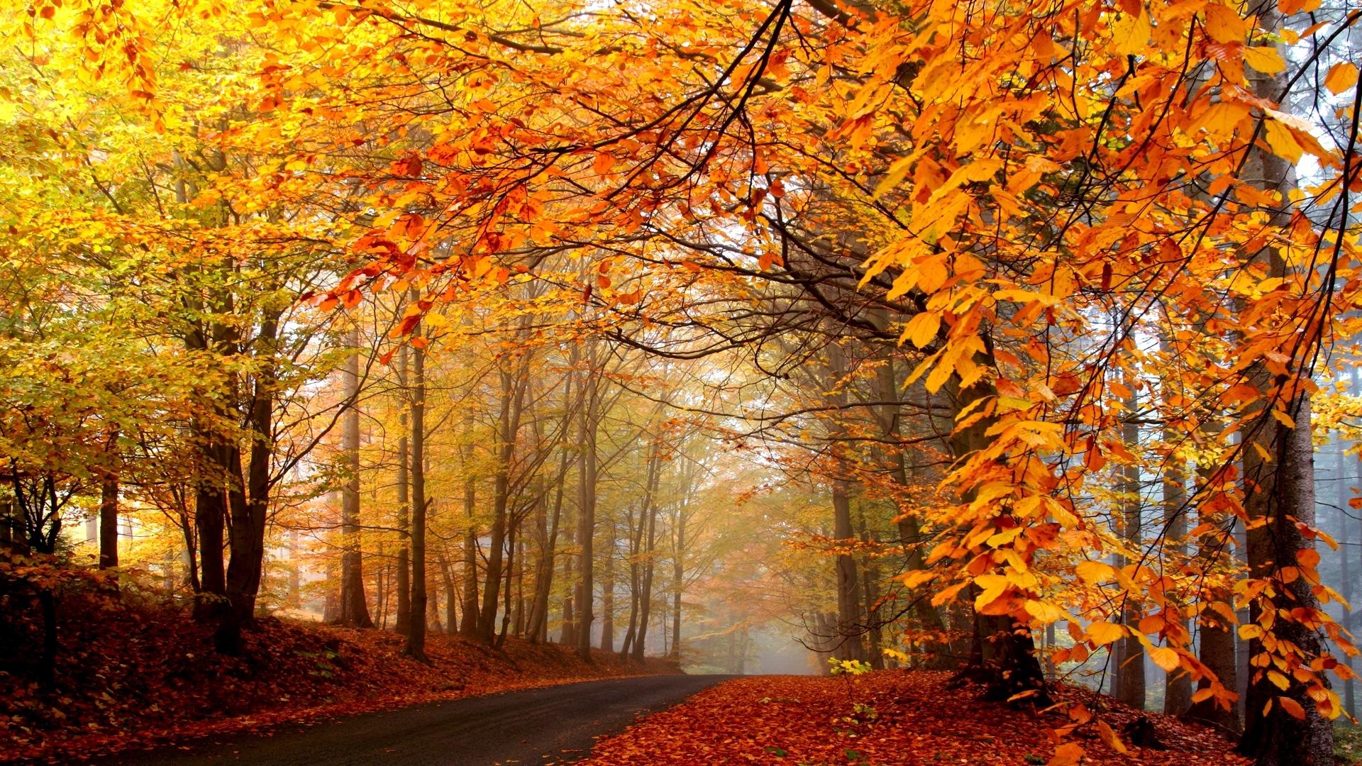 Autumn Tree HD Wallpapers - Top Free Autumn Tree HD Backgrounds ...