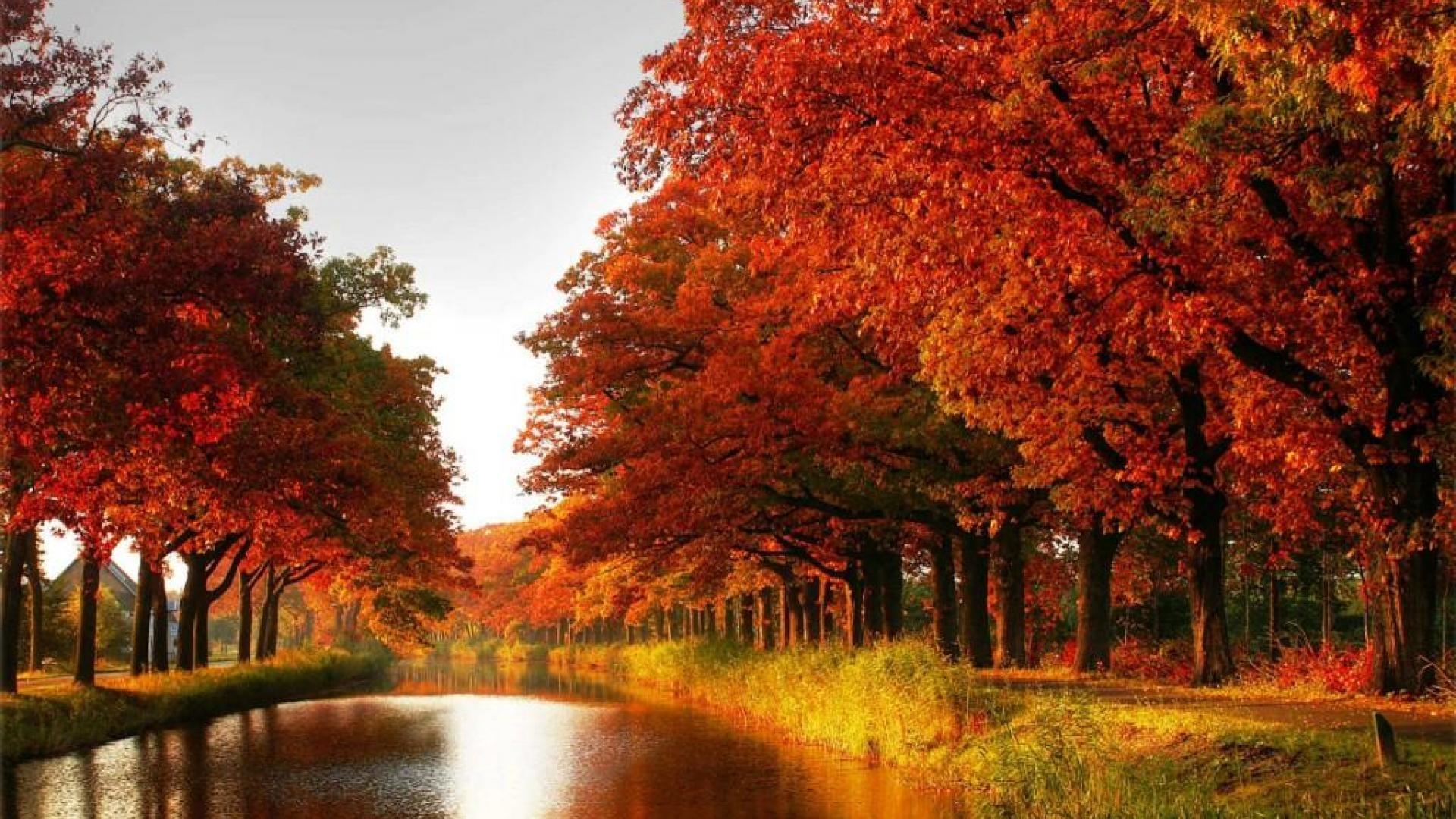 Autumn Tree HD Wallpapers - Top Free Autumn Tree HD Backgrounds ...