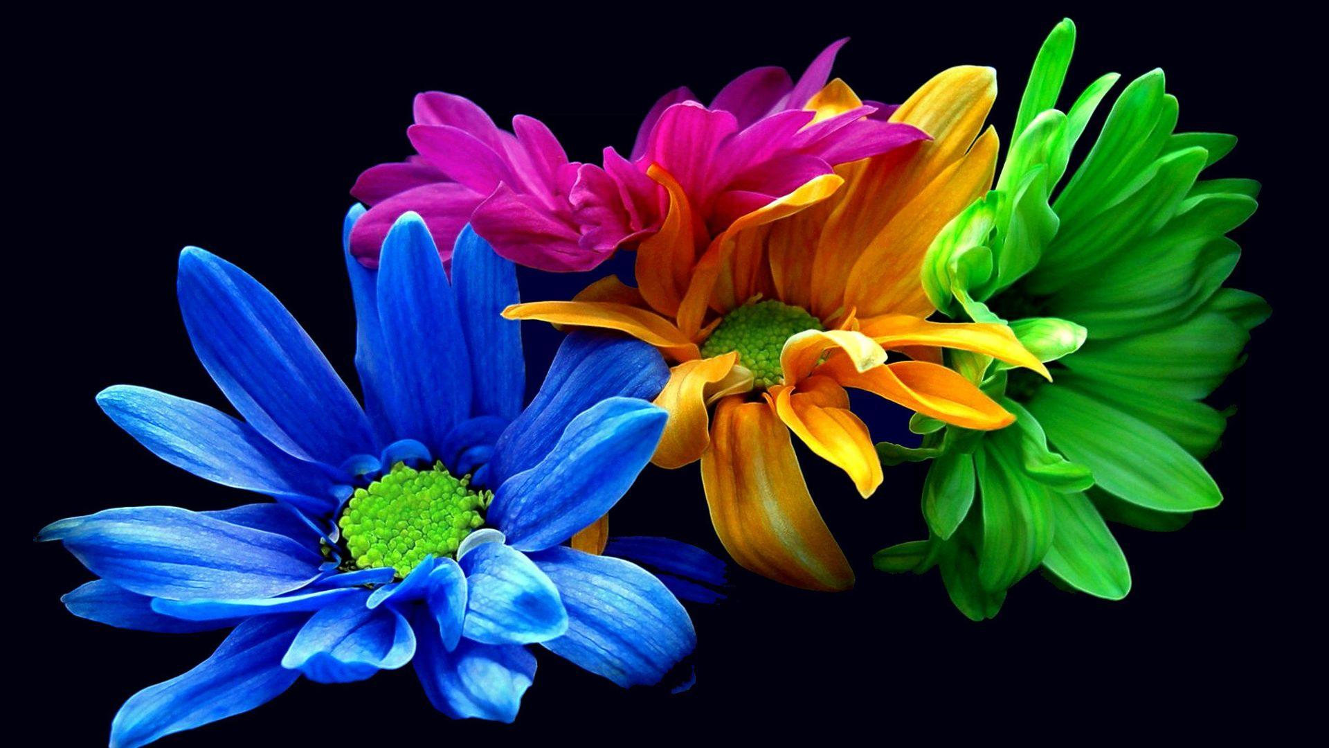 1920X1080 Bright Flower Wallpapers - Top Free 1920X1080 Bright Flower ...