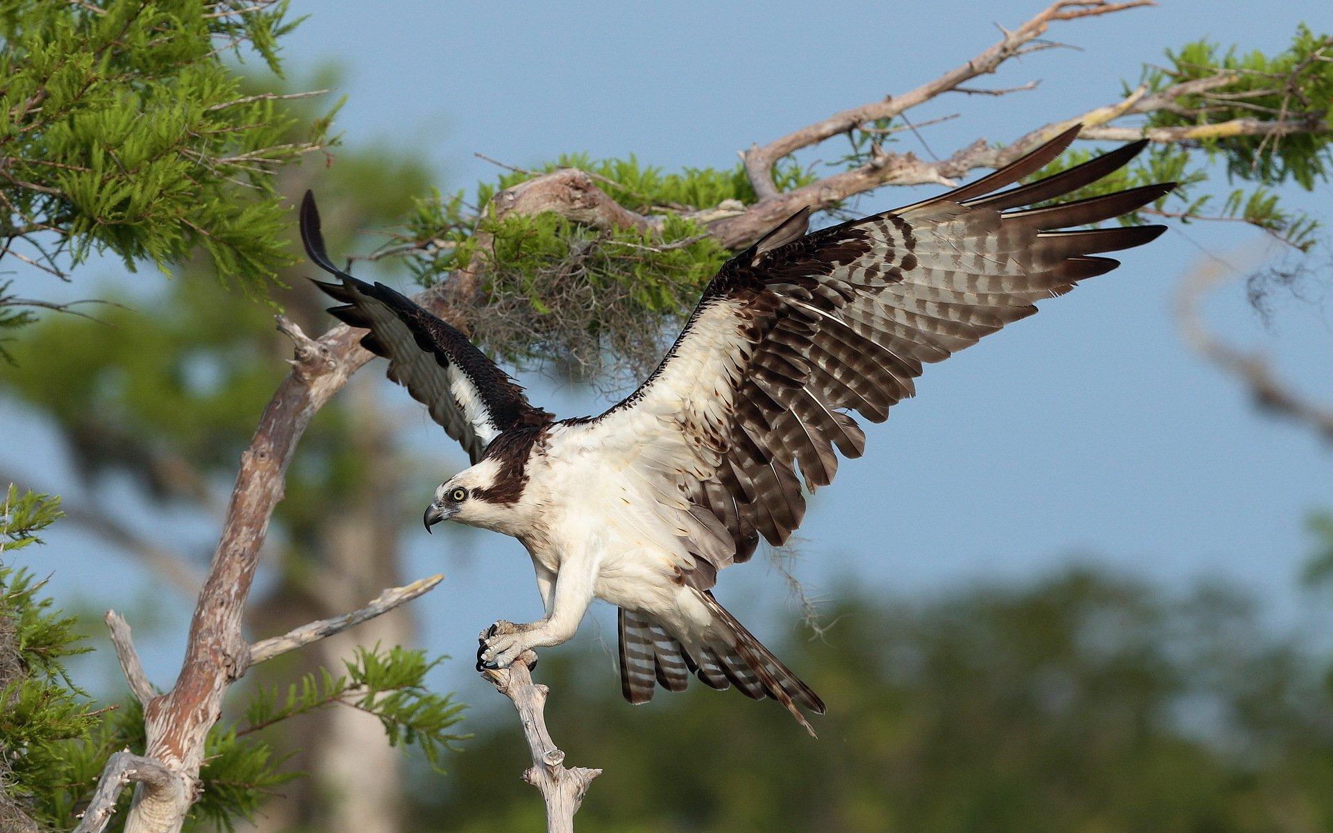 Osprey Wallpapers - Top Free Osprey Backgrounds - WallpaperAccess