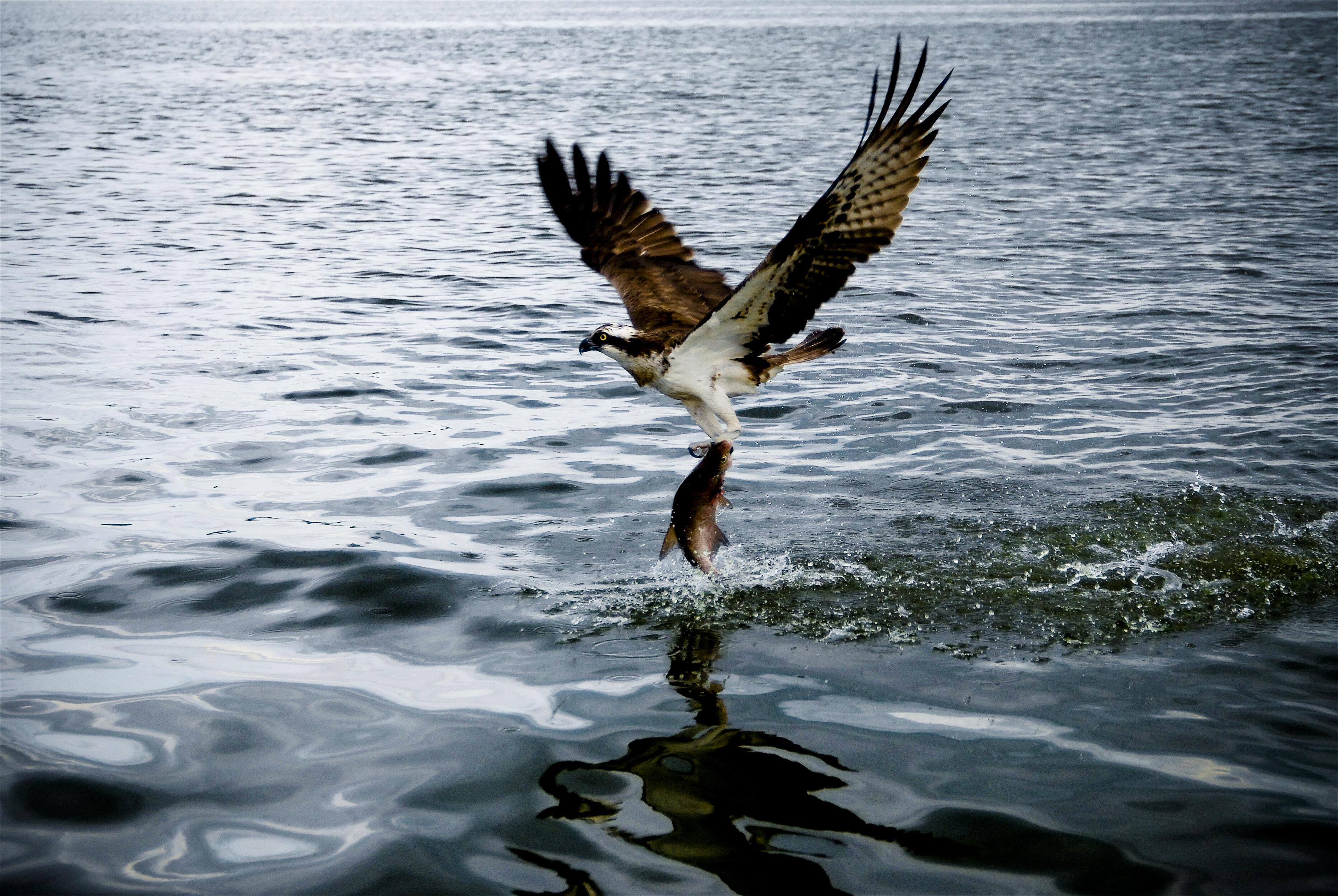 Osprey Wallpapers - Top Free Osprey Backgrounds - WallpaperAccess