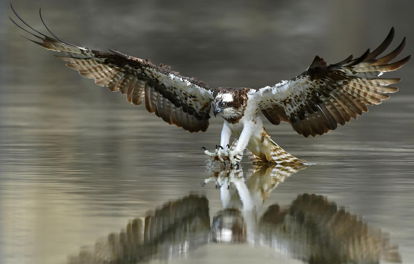 Osprey Wallpapers - Top Free Osprey Backgrounds - WallpaperAccess